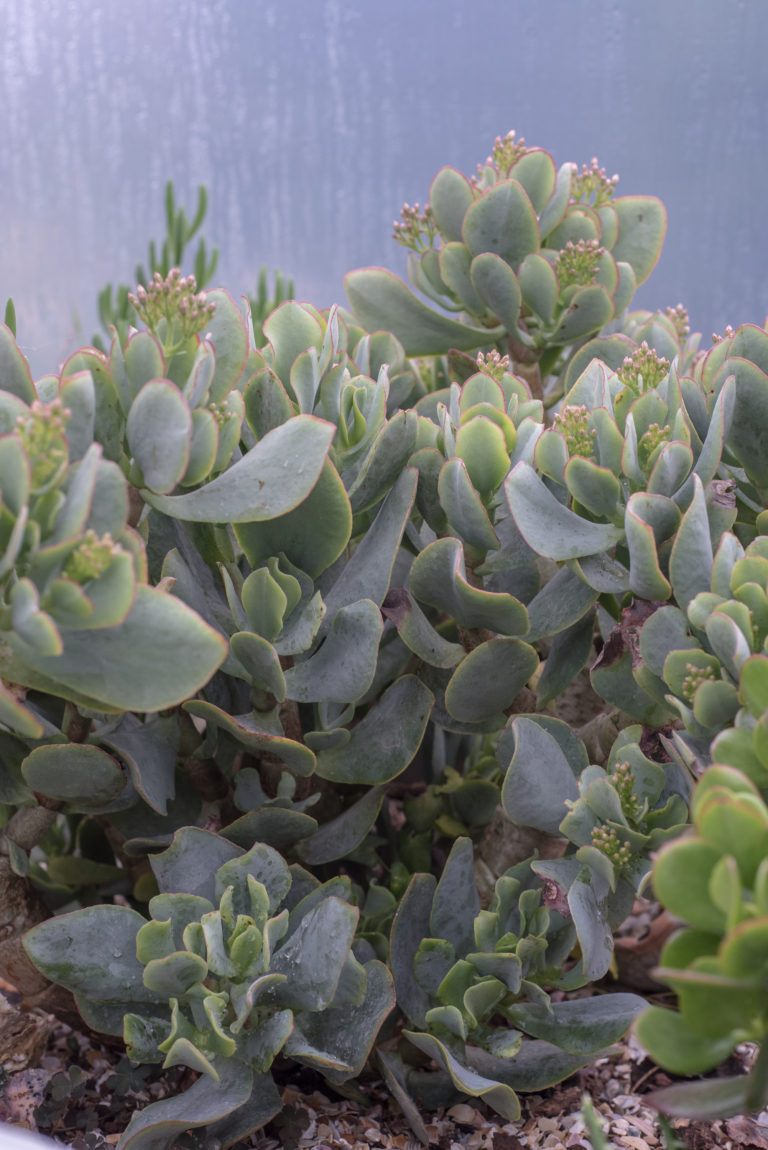 Crassula Arborescens ‘Bluebird’ JADE Plugs and Potted Succulent (Grown ...