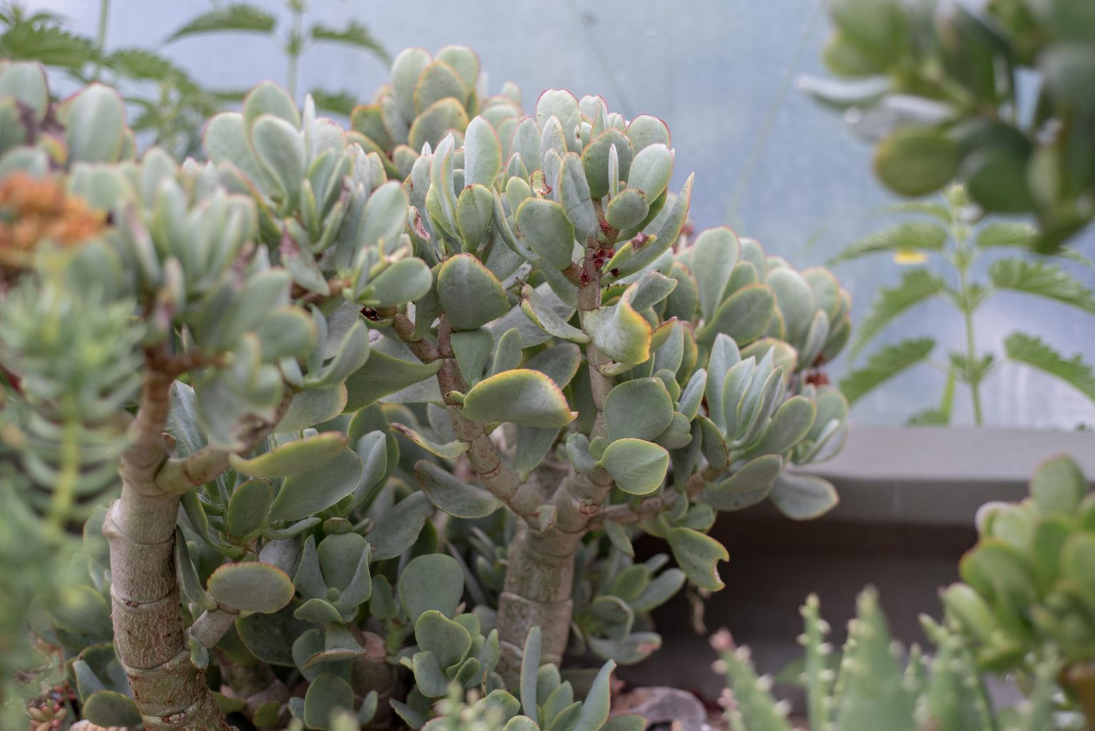 Crassula Arborescens ‘Bluebird’ JADE Plugs and Potted Succulent (Grown ...