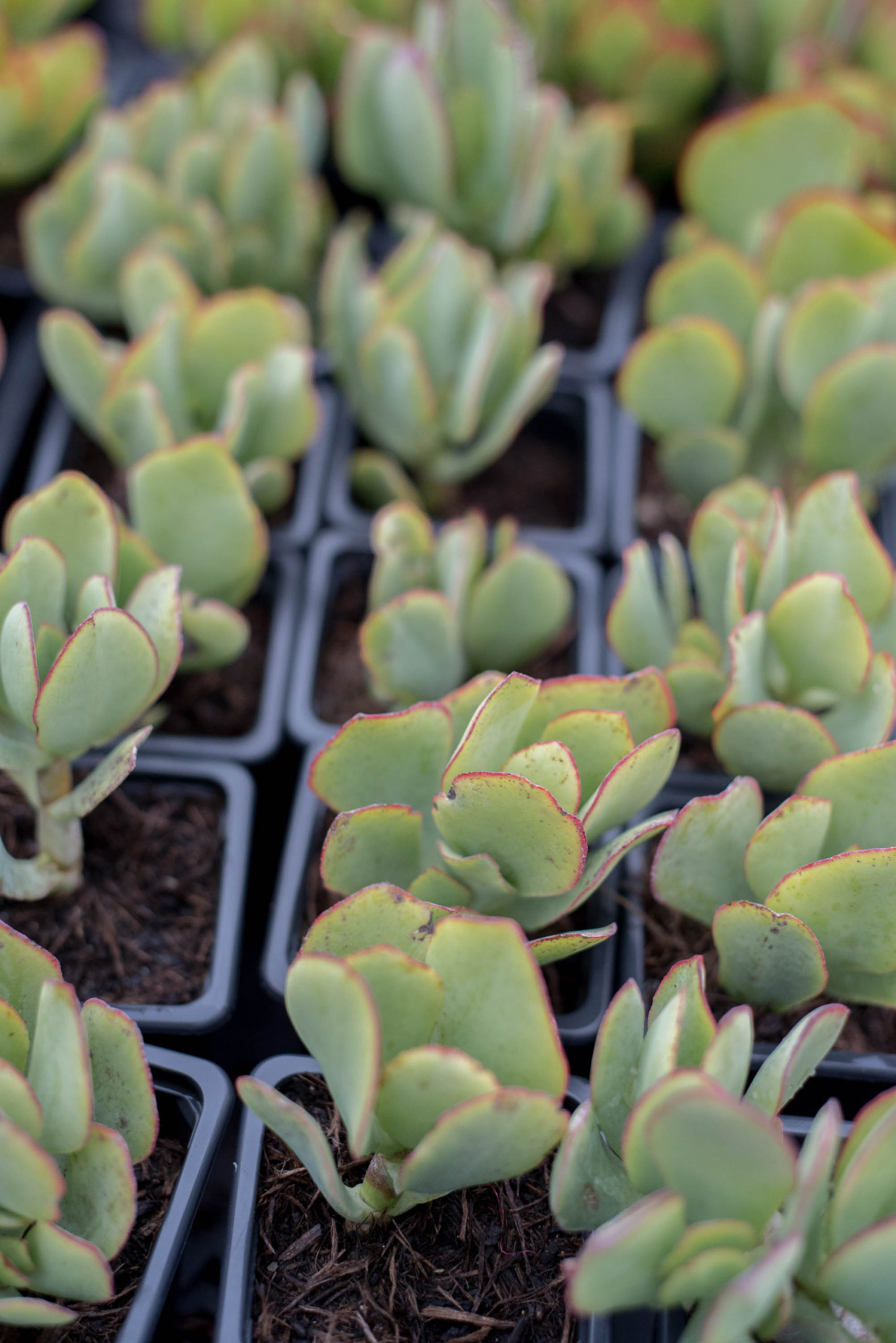 Crassula Arborescens ‘Bluebird’ JADE Plugs and Potted Succulent (Grown ...