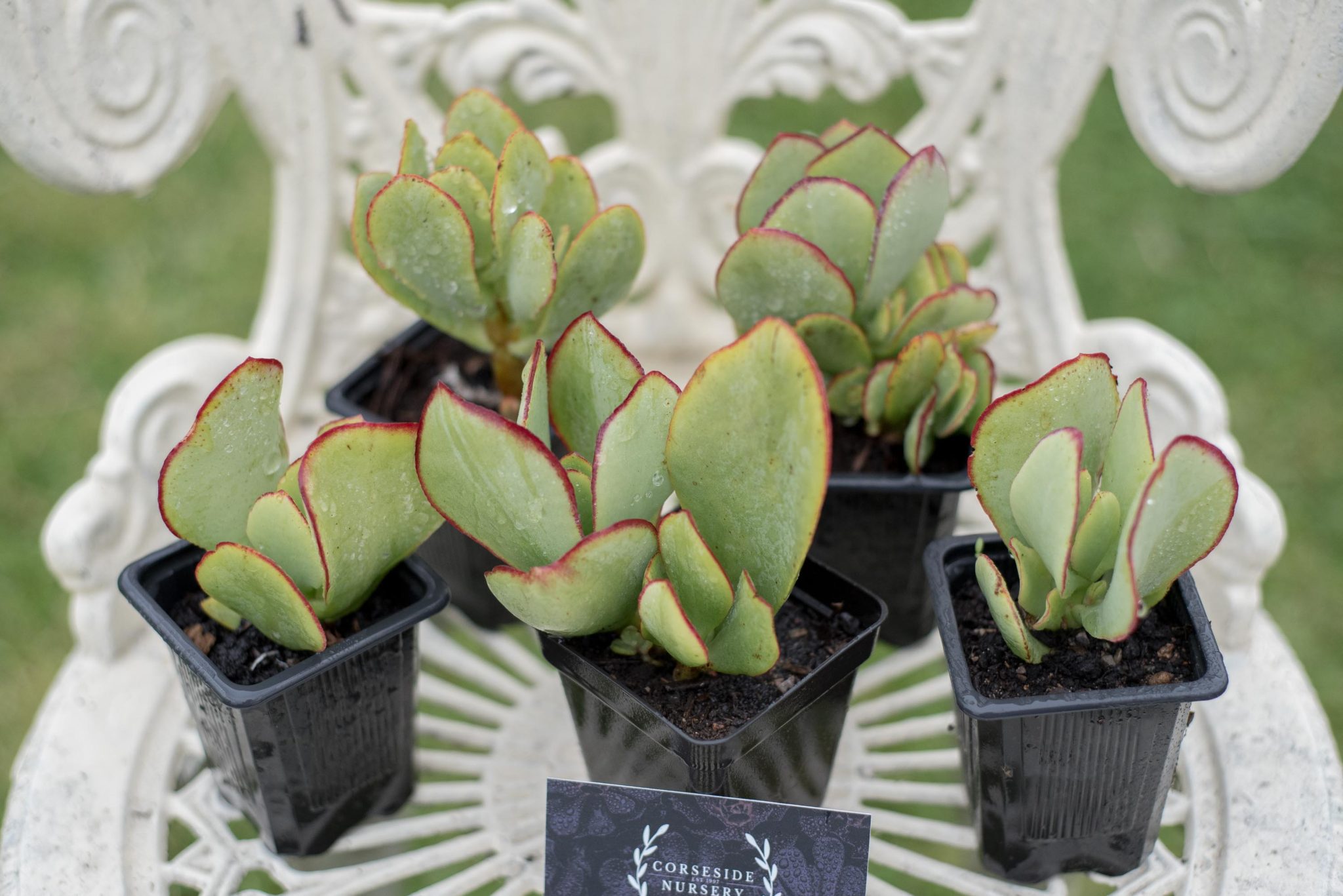 Crassula Arborescens ‘Bluebird’ JADE Plugs and Potted Succulent (Grown ...