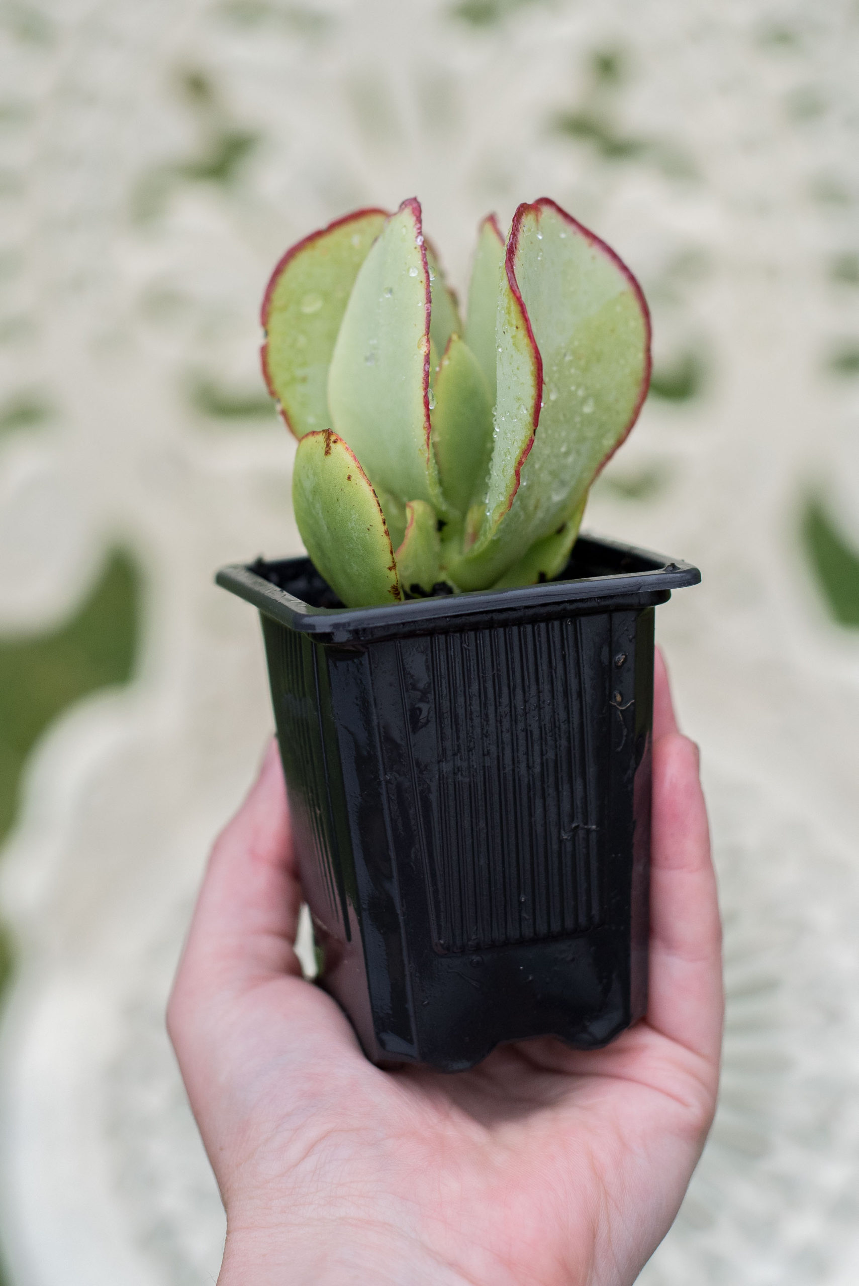 Crassula Arborescens ‘Bluebird’ JADE Plugs and Potted Succulent (Grown ...