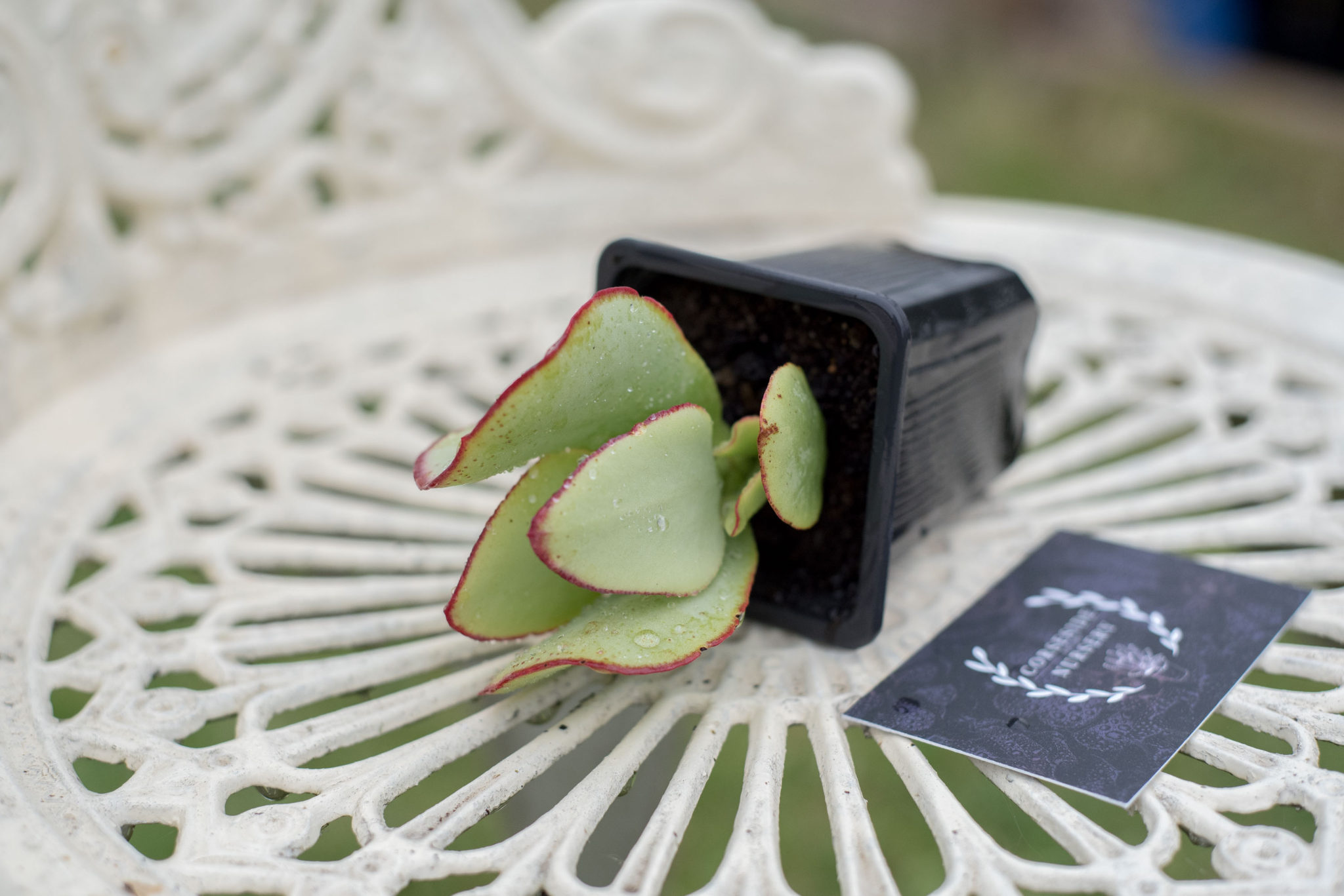 Crassula Arborescens ‘Bluebird’ JADE Plugs and Potted Succulent (Grown ...