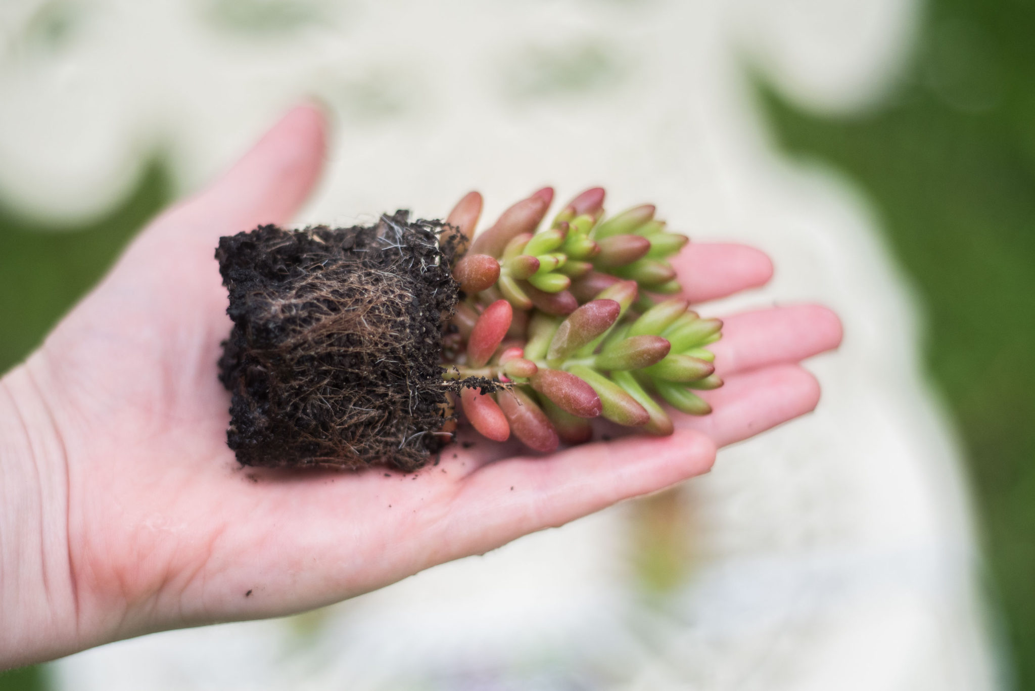 Sedum Rubrotinctum ‘Jelly Bean’ Plugs and Potted Plants (Grown in the ...