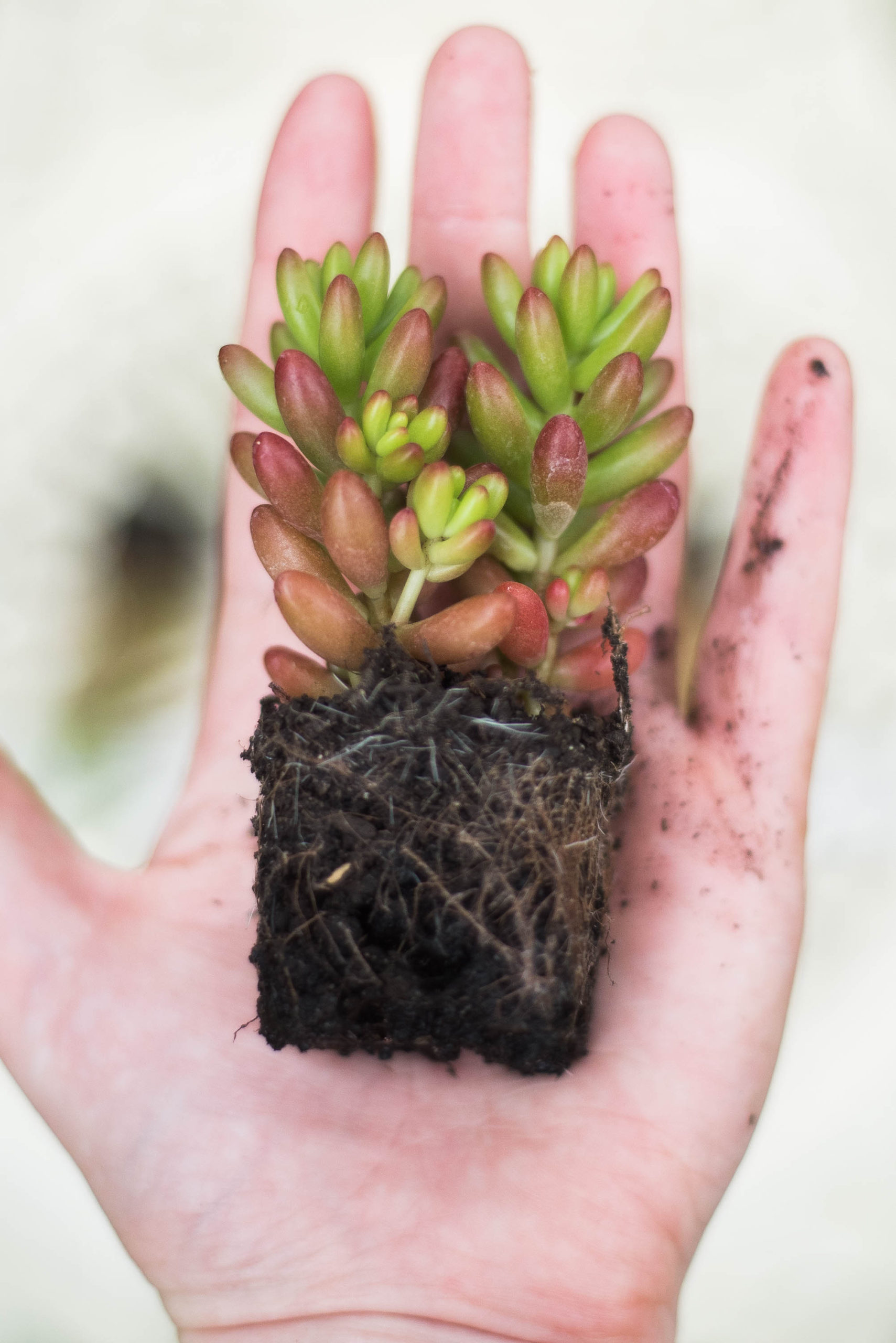 Sedum Rubrotinctum ‘Jelly Bean’ Plugs and Potted Plants (Grown in the ...