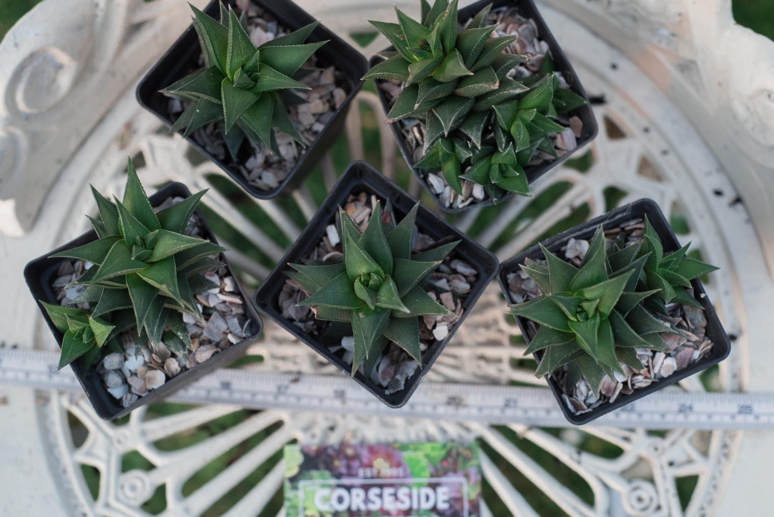 Haworthia 3 inch pot (Grown in the UK) l green succulent l terrarium l ...