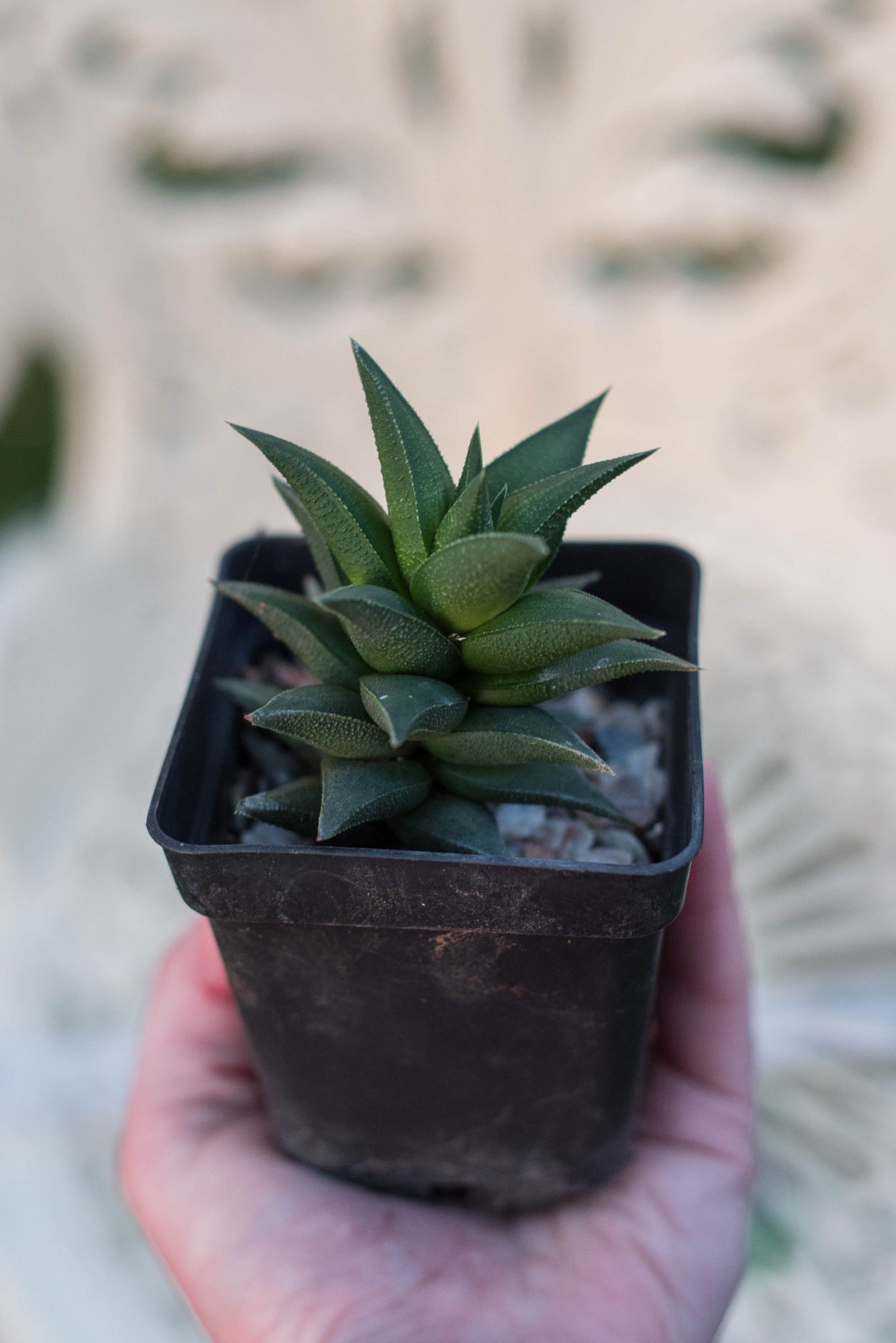 Haworthia 3 inch pot (Grown in the UK) l green succulent l terrarium l ...