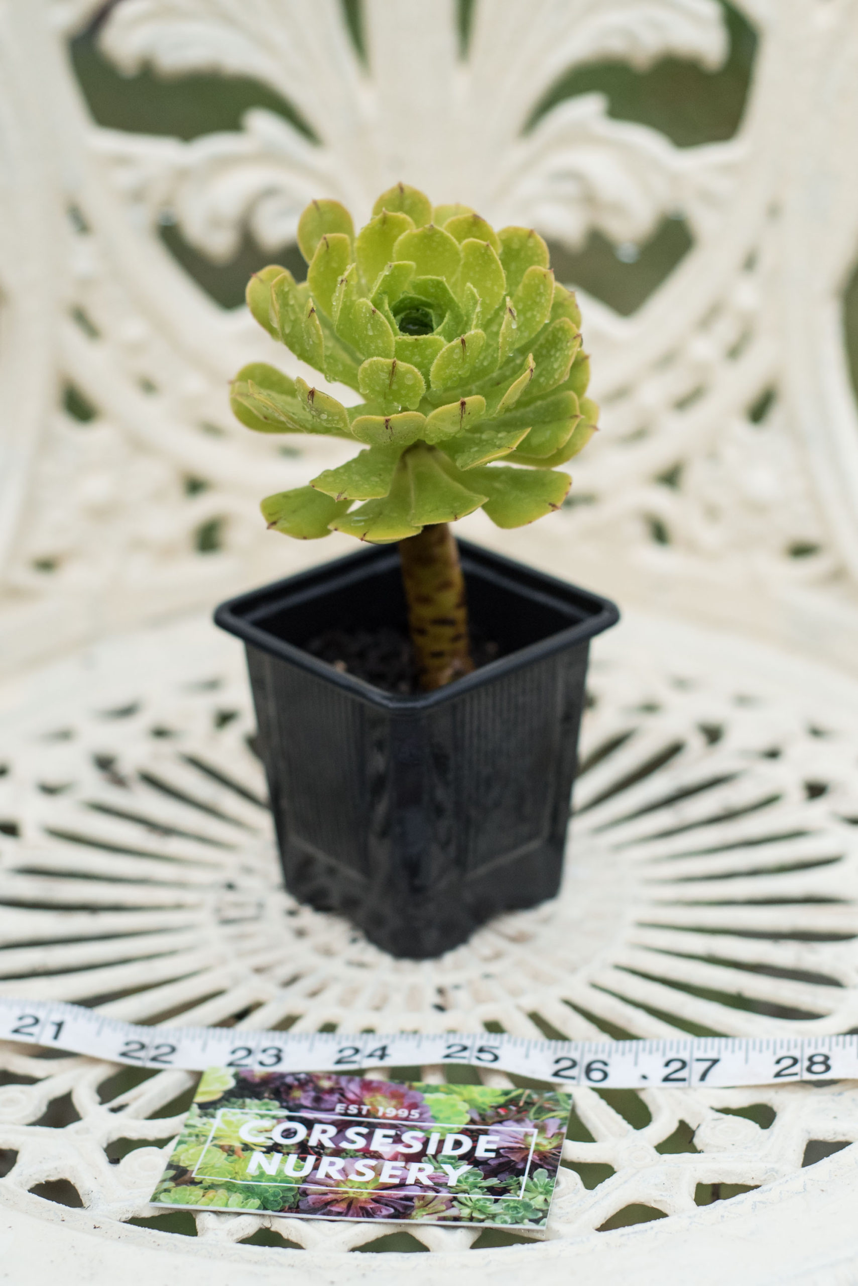 Aeonium Arboreum Hybrid Plugs and Potted Succulent Plant (Grown in the ...