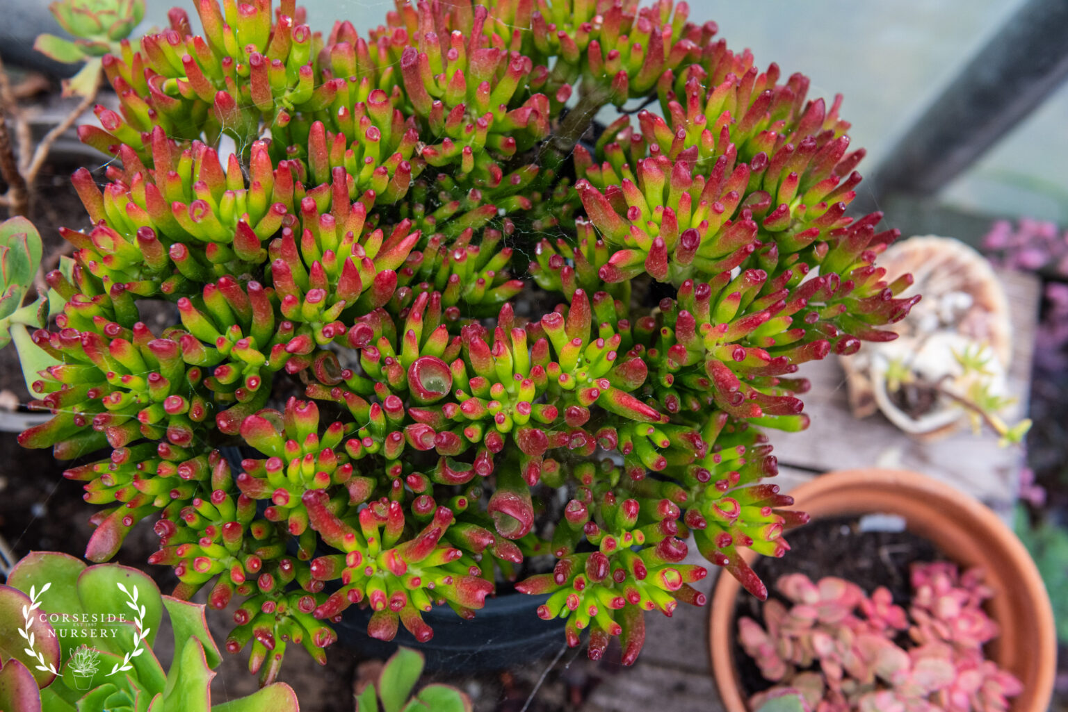 Crassula Ovata Gollum (UK Grown Succuelents) Jade l Horn Tree l Shrek ...