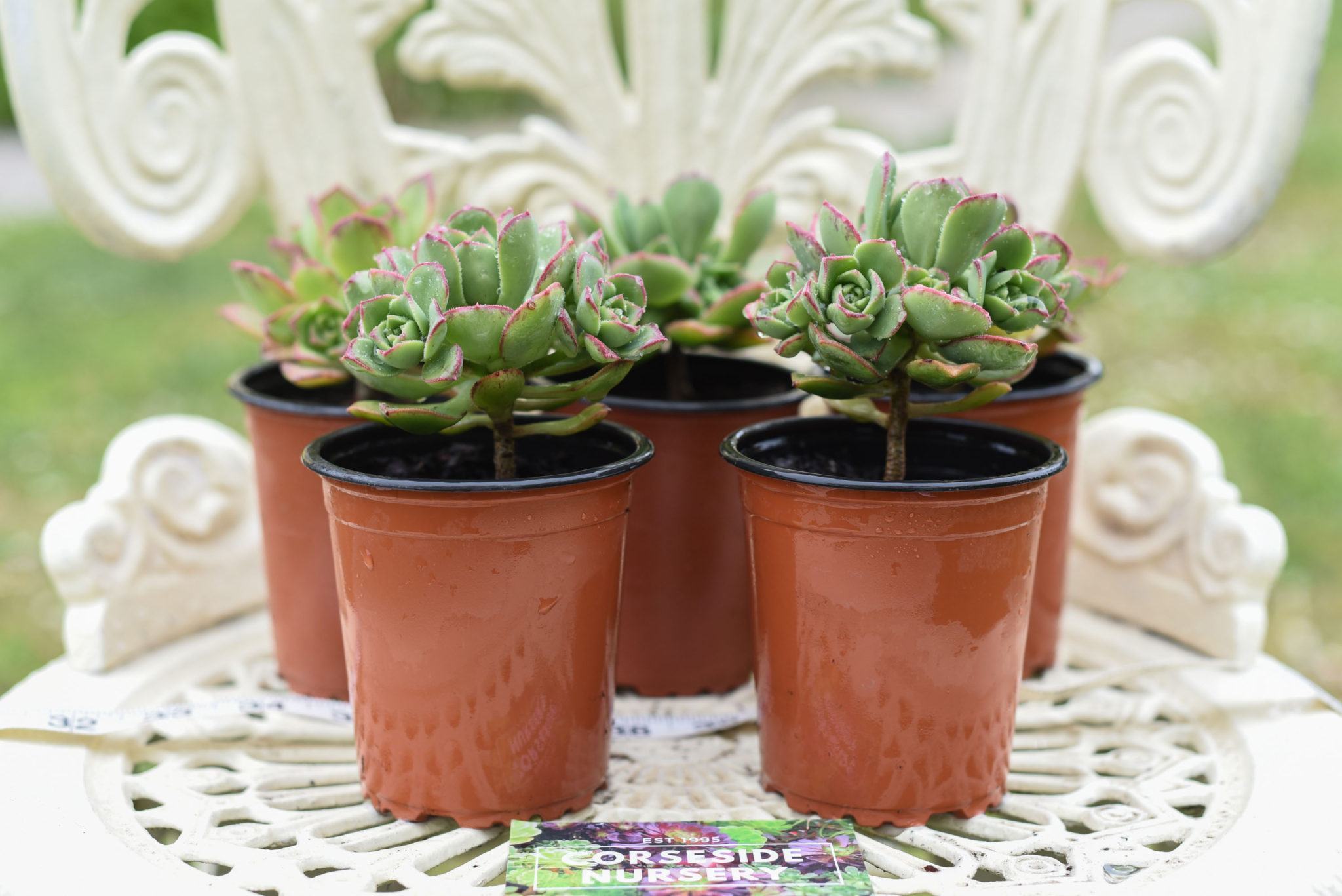 Aeonium Haworthii ‘Pinwheel’ well rooted, potted succulent (Grown in ...