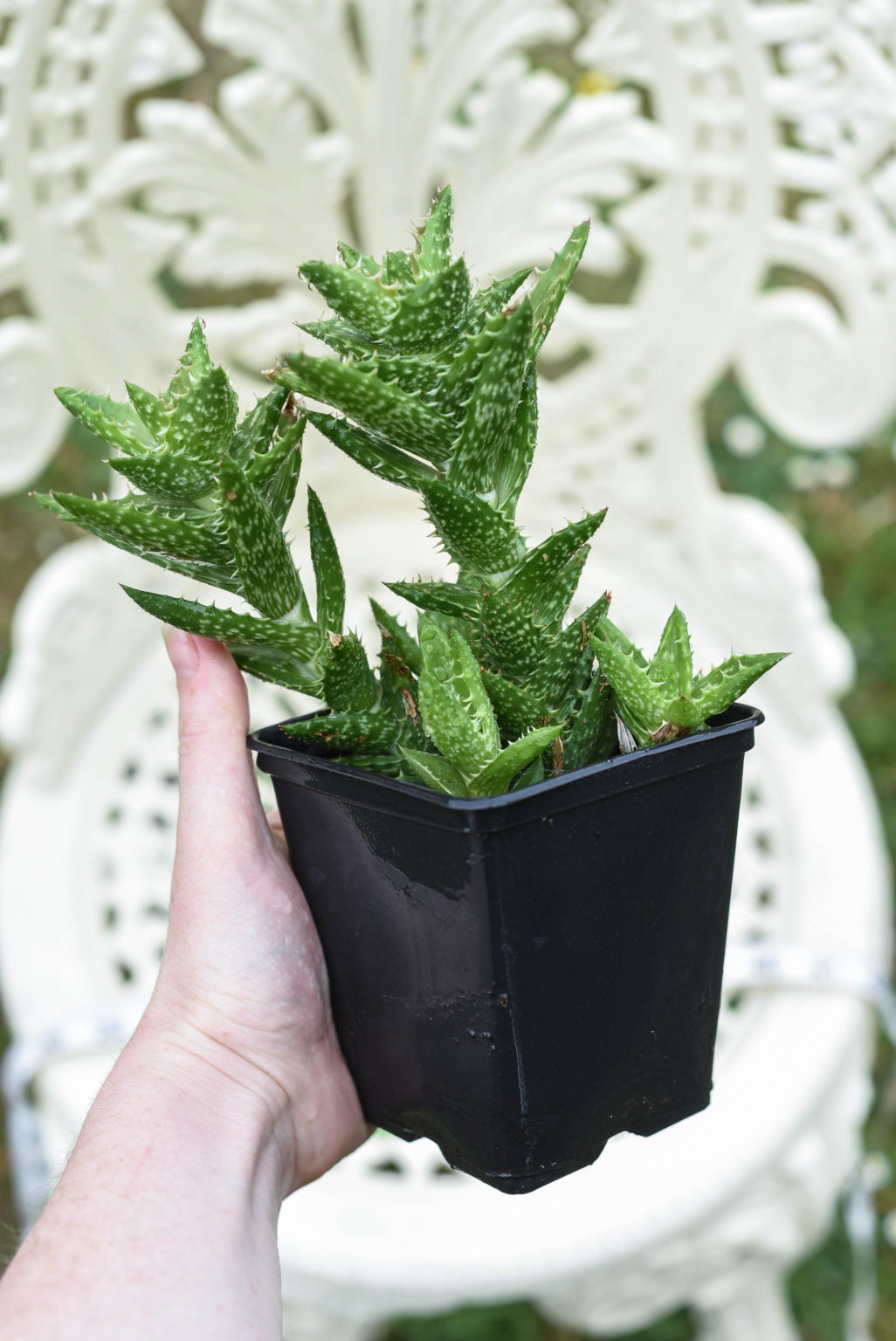 Aloe Juvenna ‘Tiger Tooth’ Large Mature Rooted Plant – Corseside ...