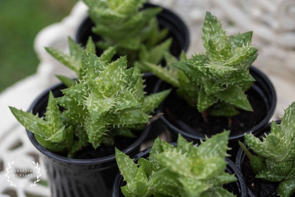 Aloe Juvenna ‘Tiger Tooth’ Well Rooted Succulent (Grown in the UK ...