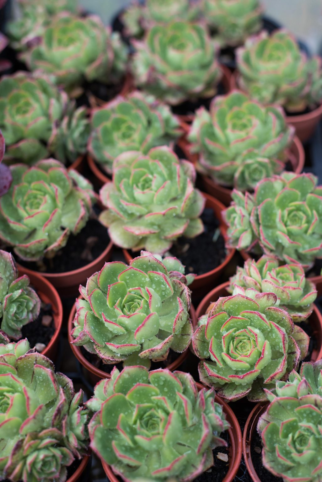 Aeonium Pembrokeshire Promise (Hybrid) 3″ potted Succulent (Grown in ...