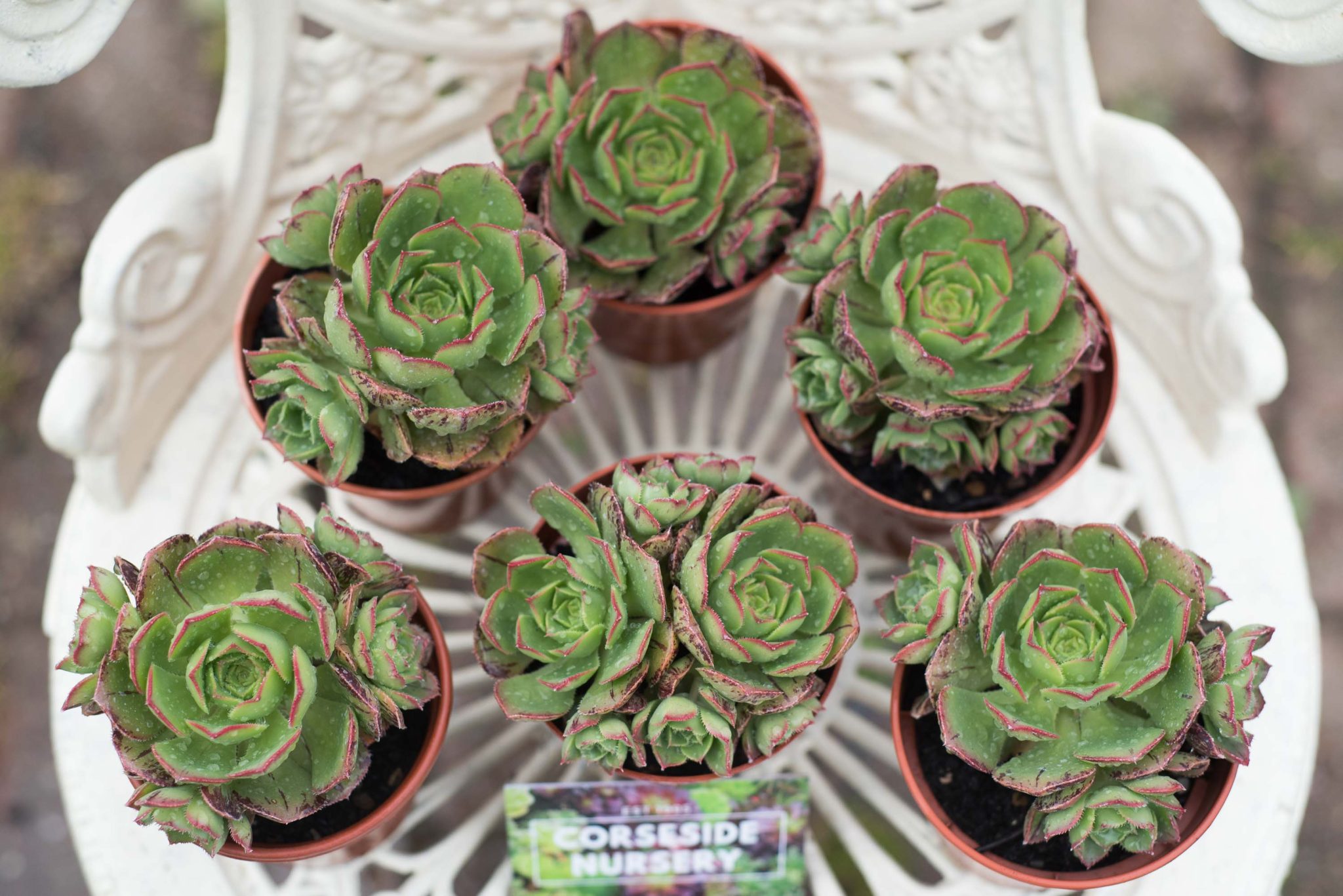 Aeonium Pembrokeshire Promise (Hybrid) 3″ potted Succulent (Grown in ...