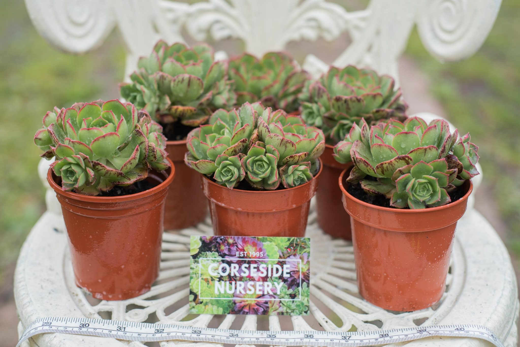 Aeonium Pembrokeshire Promise (Hybrid) 3″ potted Succulent (Grown in ...