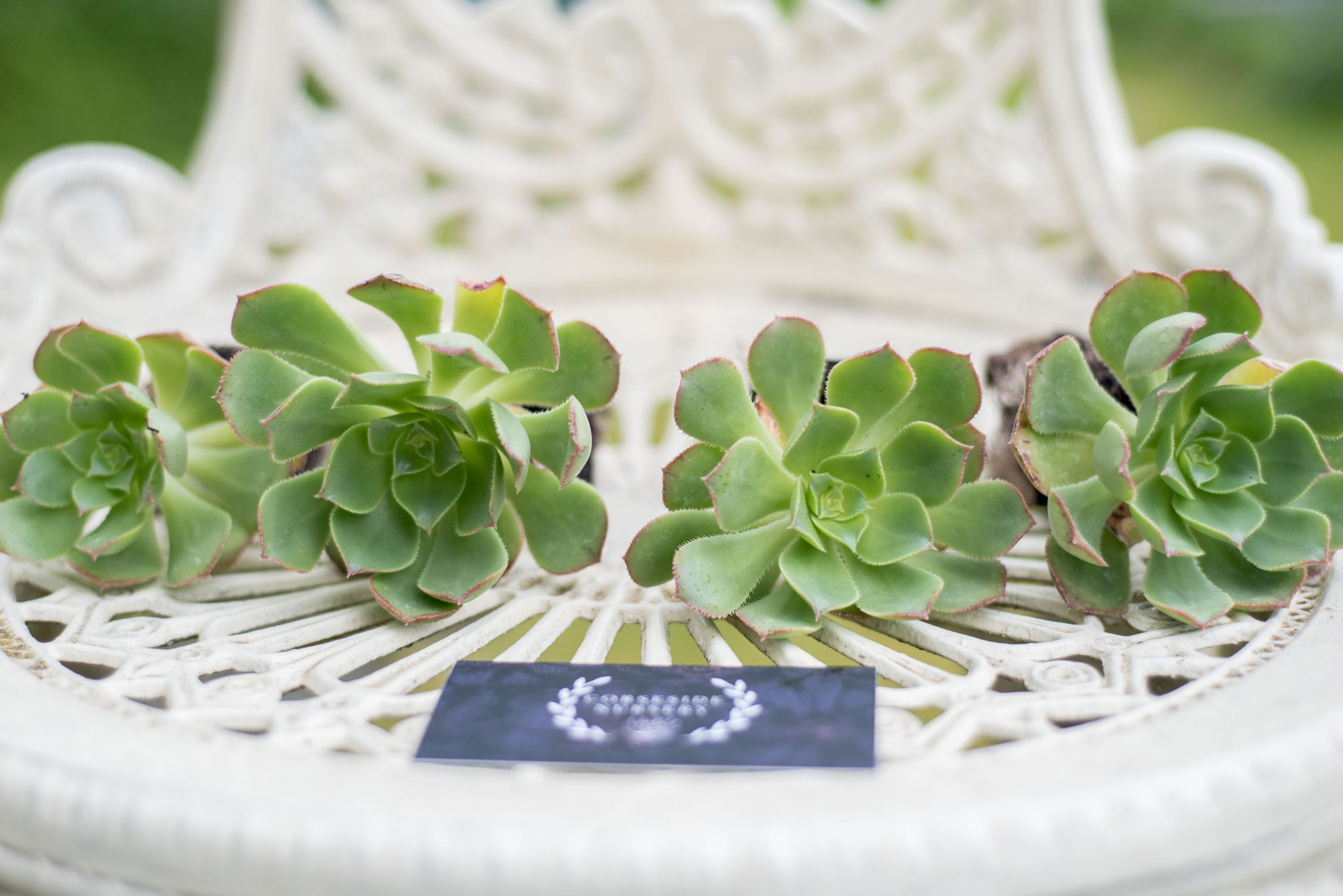 Aeonium Pembrokeshire Promise (Hybrid) 3″ potted Succulent (Grown in ...