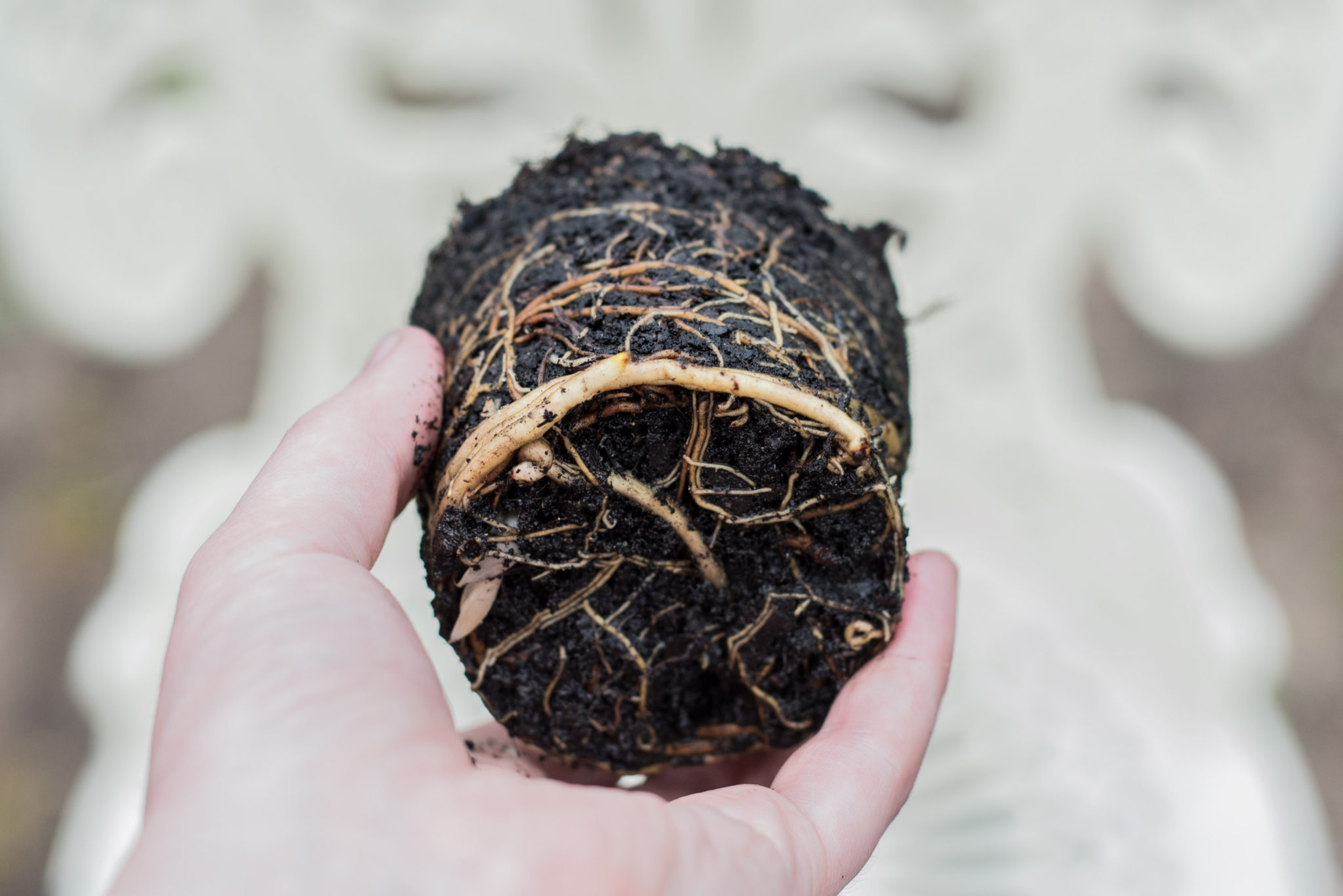 Aloe Aristata (Lace Aloe) Rooted Plant in 3″ Pot – Grown in the UK ...