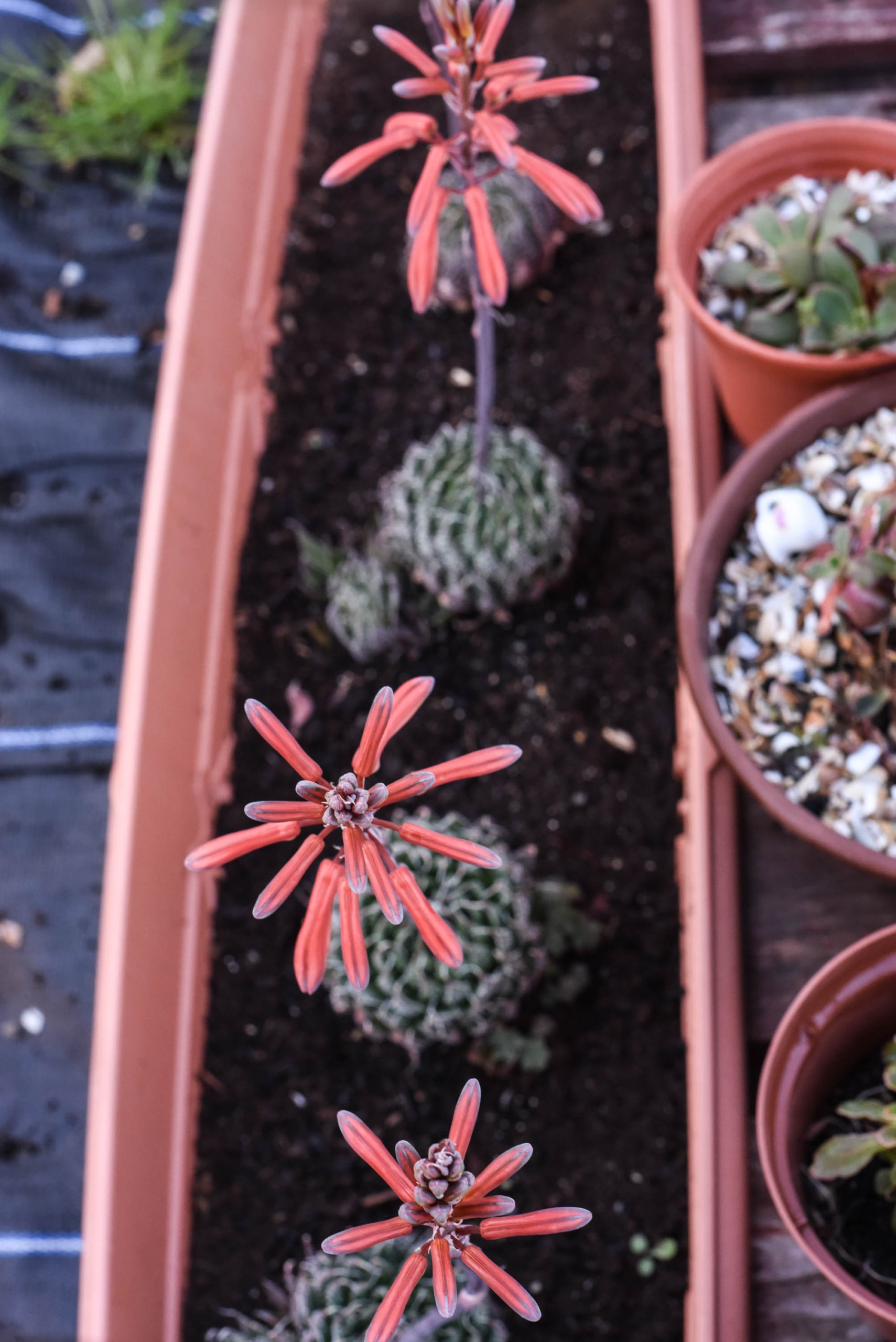 Aloe Aristata (Lace Aloe) Rooted Plant in 3″ Pot – Grown in the UK ...