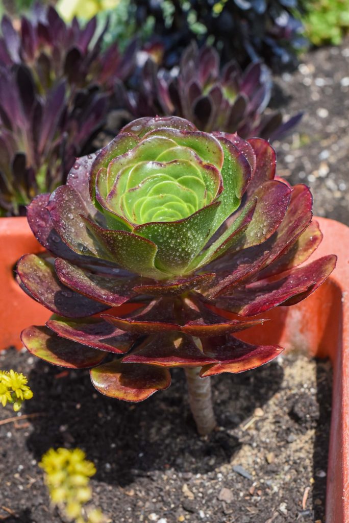 Aeonium ‘Cyclops Hybrid’ – Rooted, Potted Plant (3″ pot) (Grown in the ...