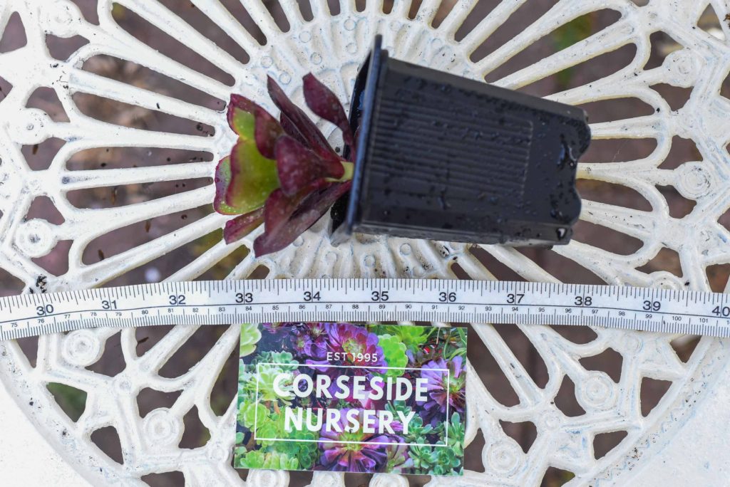 Aeonium ‘Cyclops Hybrid’ – Rooted, Potted Plant (3″ pot) (Grown in the ...