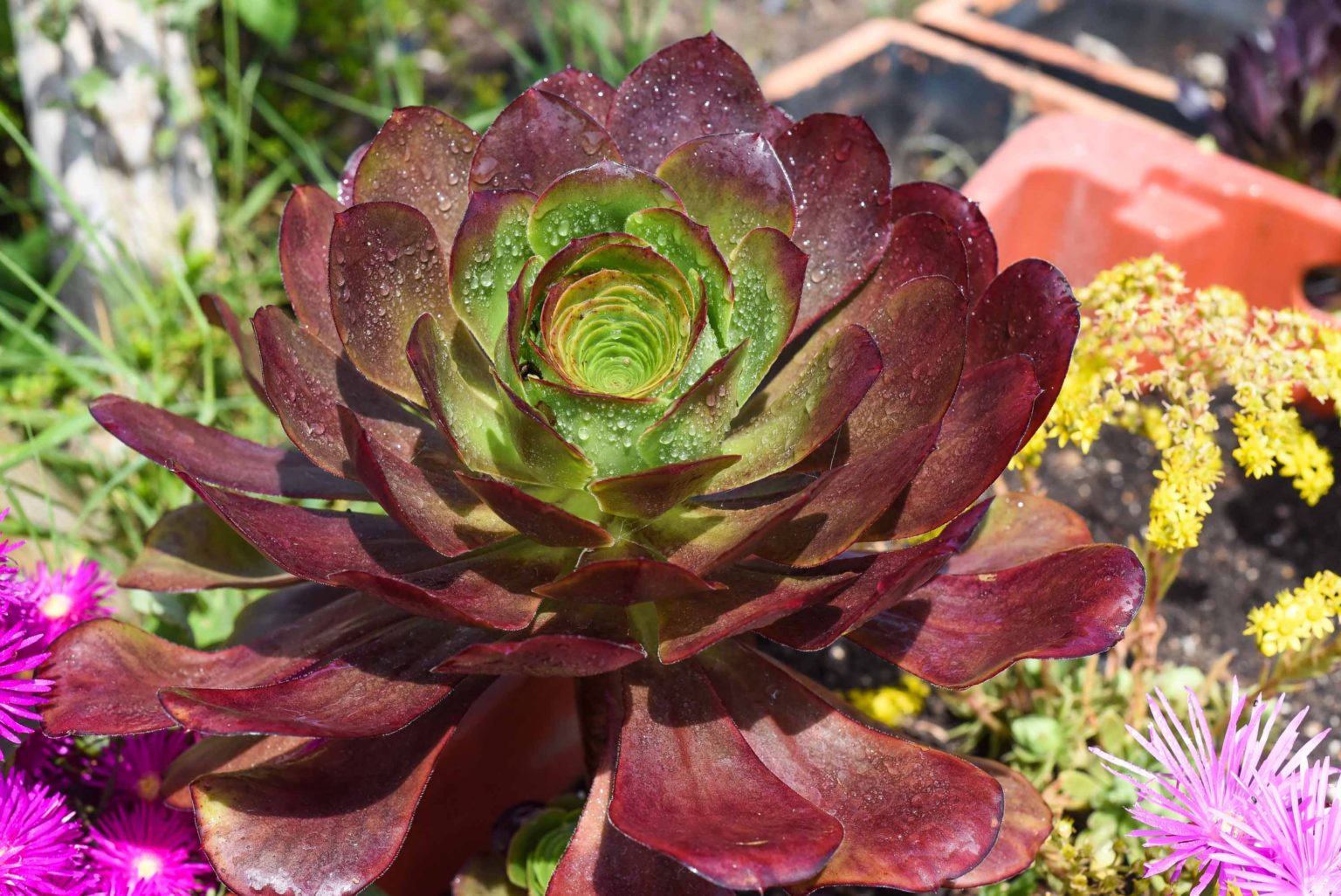 Aeonium ‘Cyclops Hybrid’ – Rooted, Potted Plant (3″ pot) (Grown in the ...