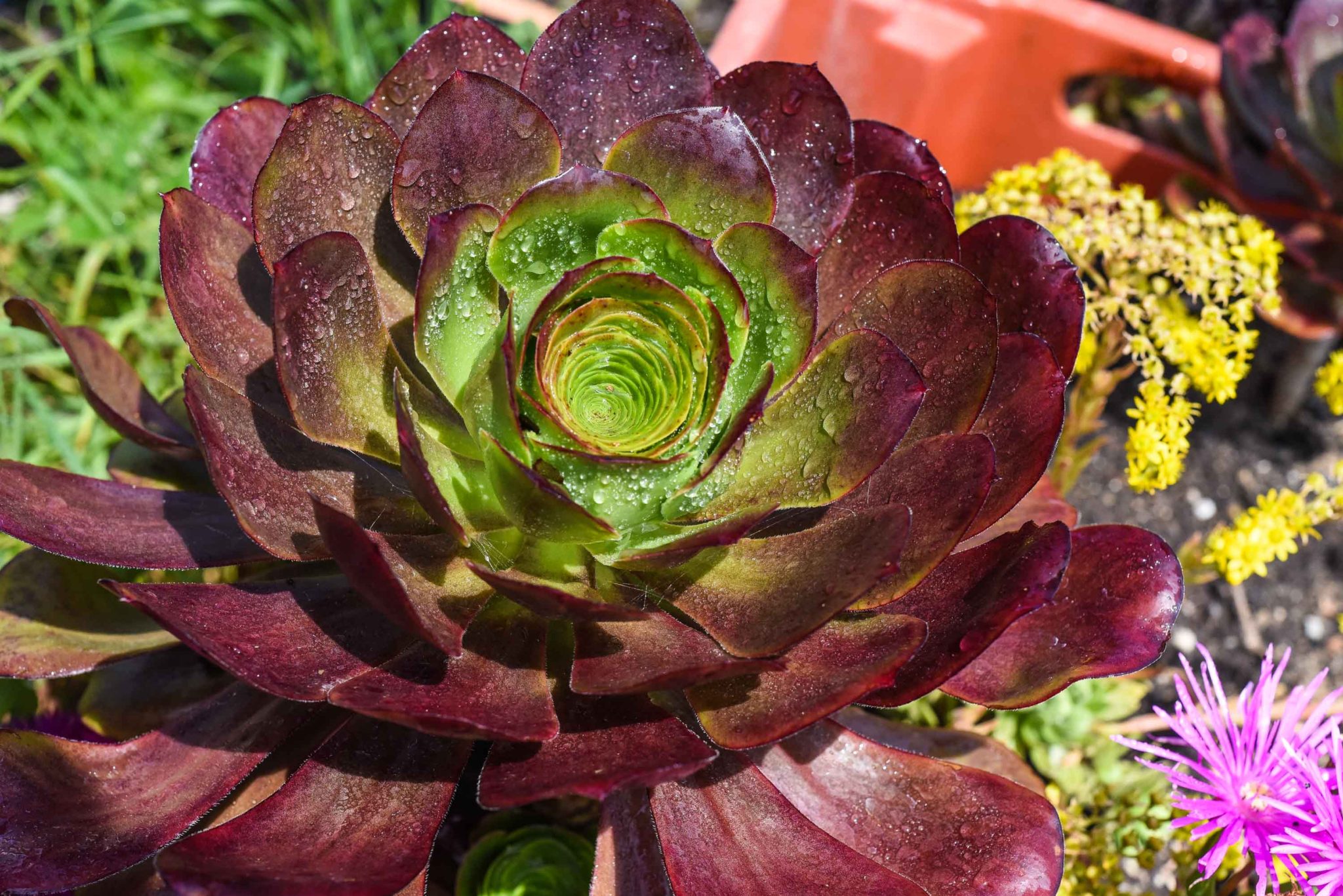 Aeonium ‘Cyclops Hybrid’ – Rooted, Potted Plant (3″ pot) (Grown in the ...