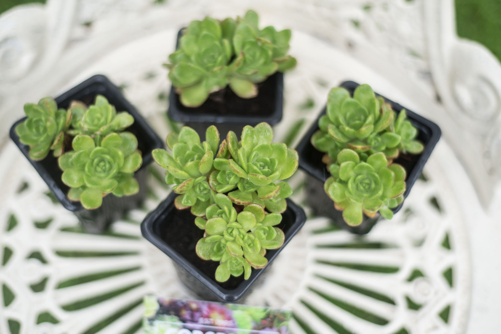 Aeonium Arnoldii (Dwarf Aeonium) well rooted succulents (Grown in the ...