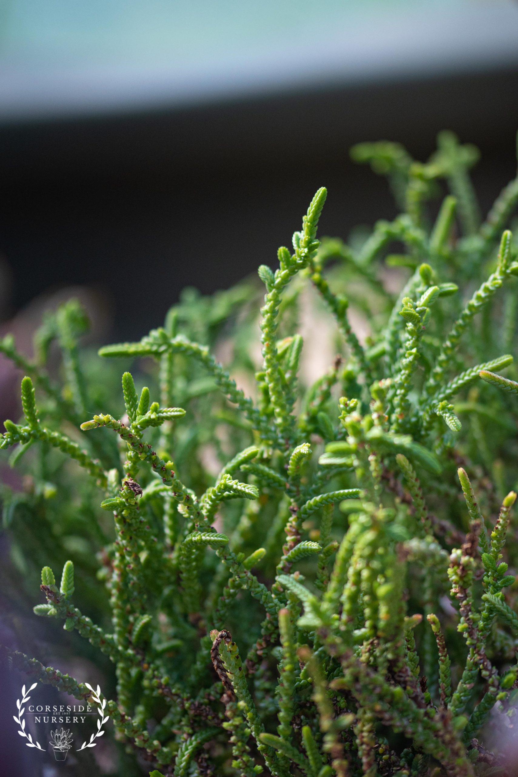 Crassula Muscosa Well-rooted Succulent Plug (Grown in the UK) Watch ...