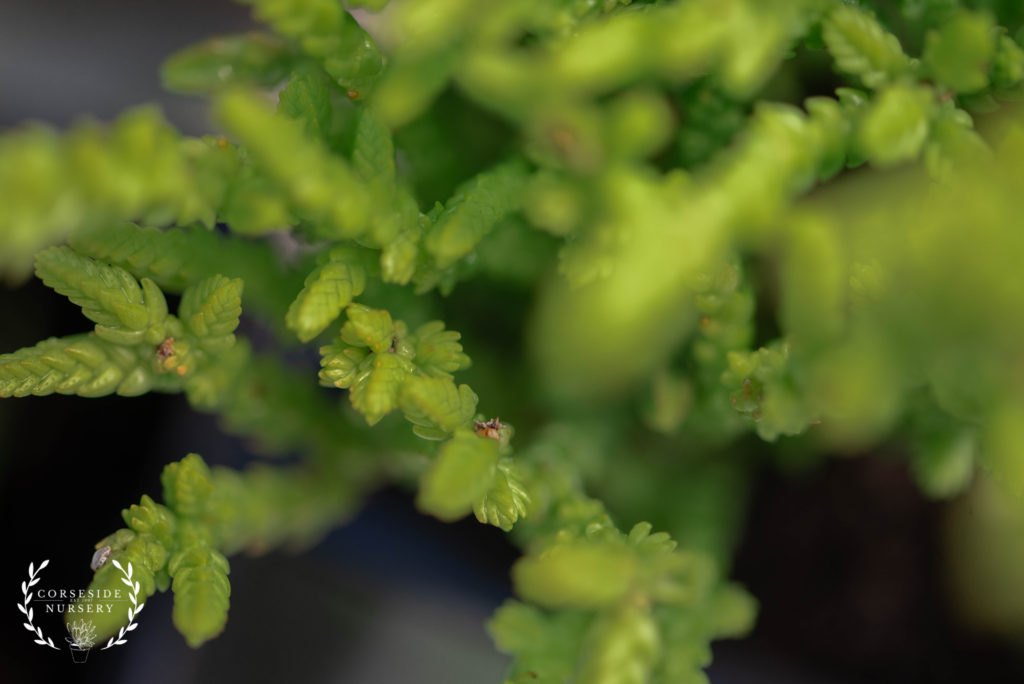 Crassula Muscosa Well-rooted Succulent Plug (Grown in the UK) Watch ...