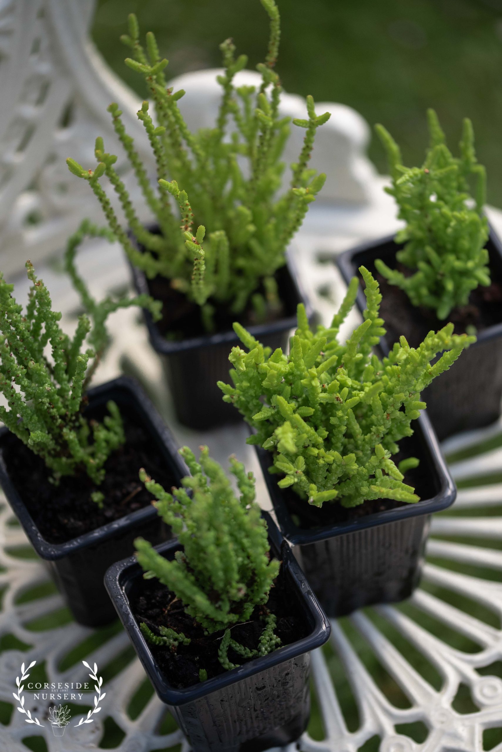 Crassula Muscosa Well-rooted Succulent Plug (Grown in the UK) Watch ...