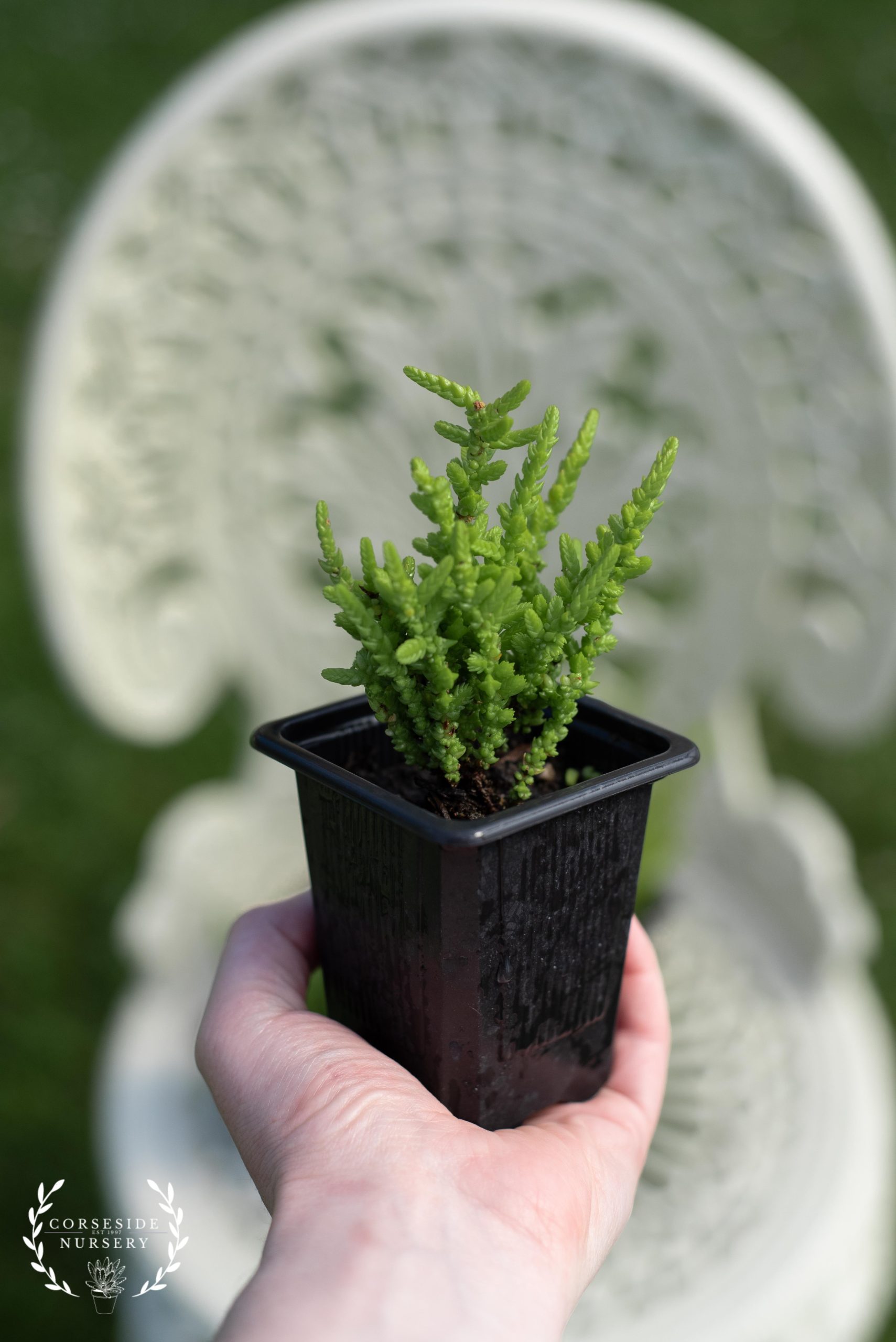 Crassula Muscosa Well-rooted Succulent Plug (Grown in the UK) Watch ...