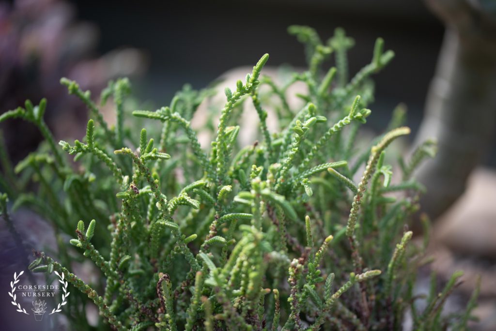 Crassula Muscosa Well-rooted Succulent Plug (Grown in the UK) Watch ...