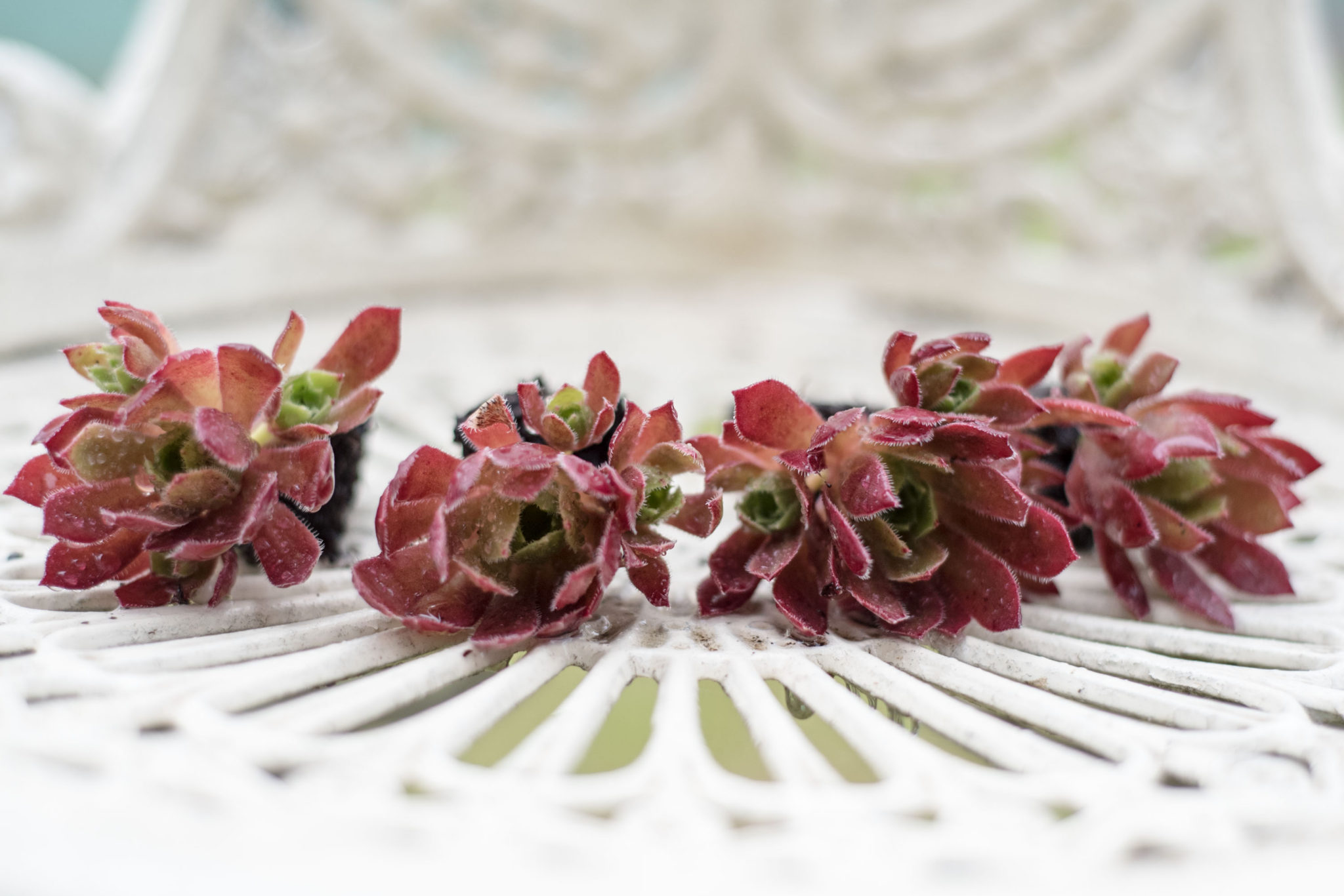 Aeonium Cornish Tribute Well rooted succulent (Grown in the UK ...
