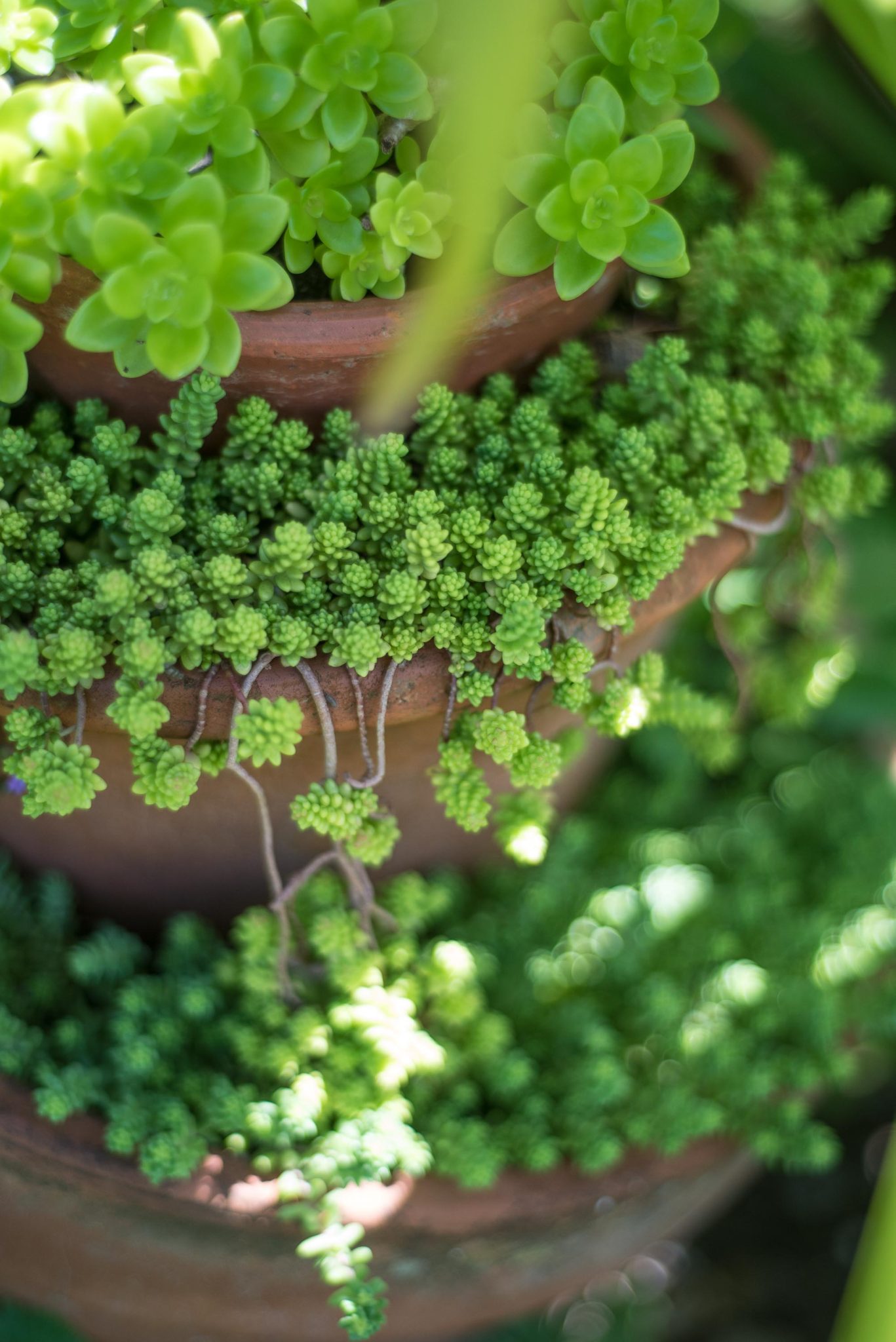 Collection of 5 Hardy Succulent Plugs – UK Grown (Free Delivery ...