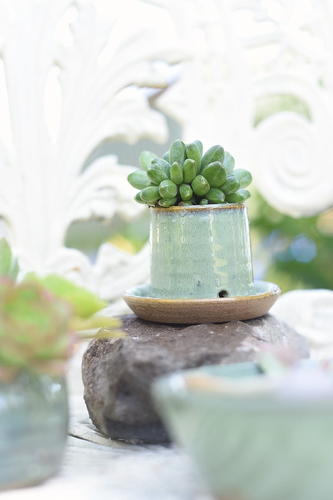 Succulent Giftset Plant & Pot in presentation box with handwritten gift ...