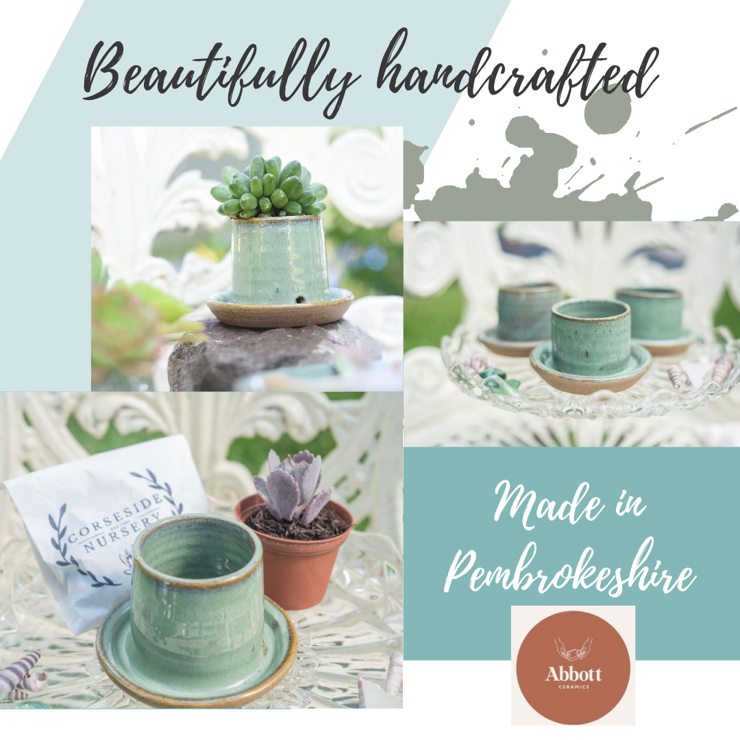 Succulent Giftset Plant & Pot in presentation box with handwritten gift ...