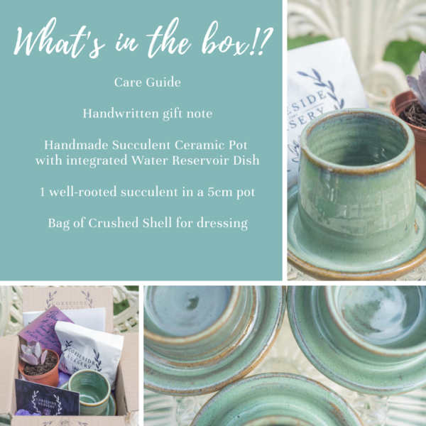 Succulent Giftset Plant & Pot in presentation box with handwritten gift ...