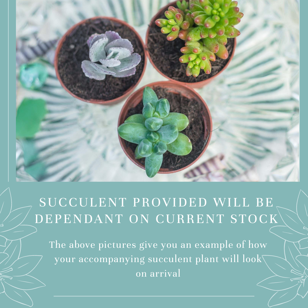 Succulent Giftset Plant & Pot in presentation box with handwritten gift ...