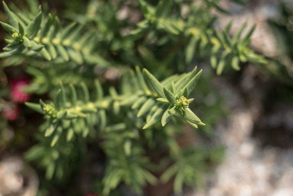 Crassula Tetragona ‘Mini Pine Tree’ – Corseside Nursery Pembrokeshire ...