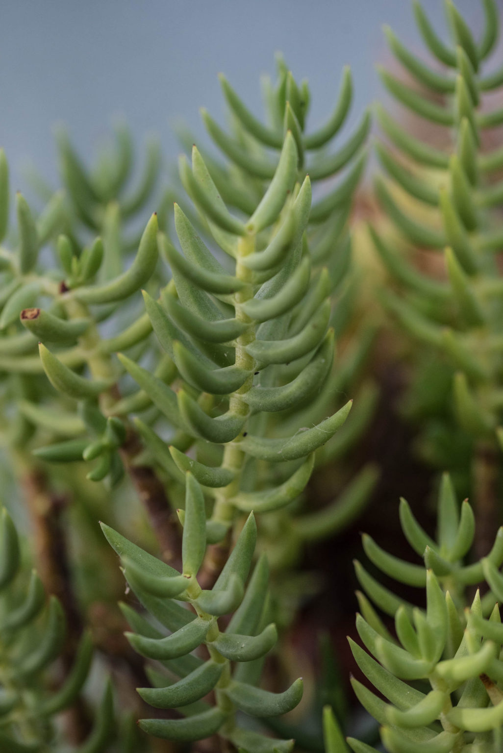 Crassula Tetragona ‘Mini Pine Tree’ – Corseside Nursery Pembrokeshire ...