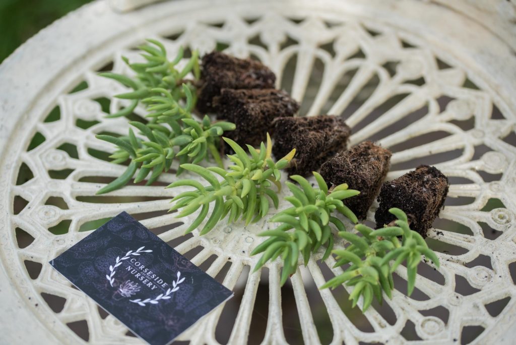 Crassula Tetragona ‘Mini Pine Tree’ – Corseside Nursery Pembrokeshire ...