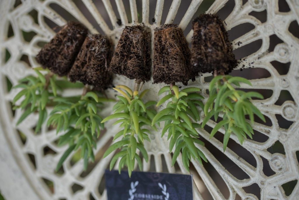 Crassula Tetragona ‘Mini Pine Tree’ – Corseside Nursery Pembrokeshire ...
