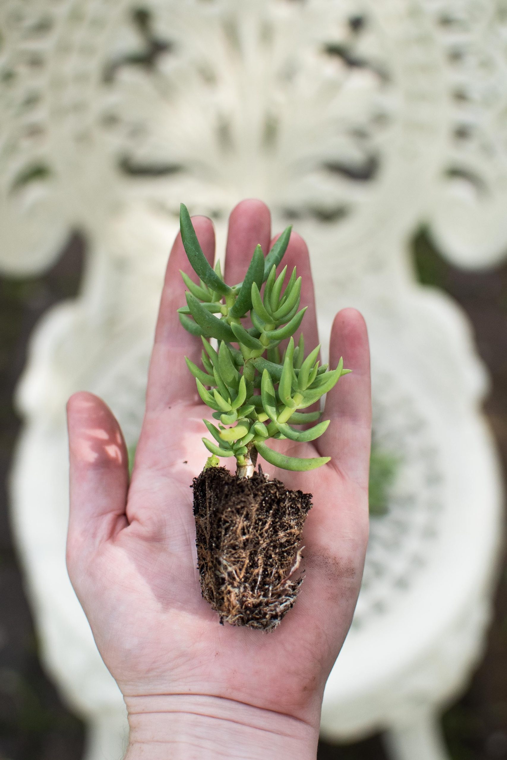 Crassula Tetragona ‘Mini Pine Tree’ – Corseside Nursery Pembrokeshire ...