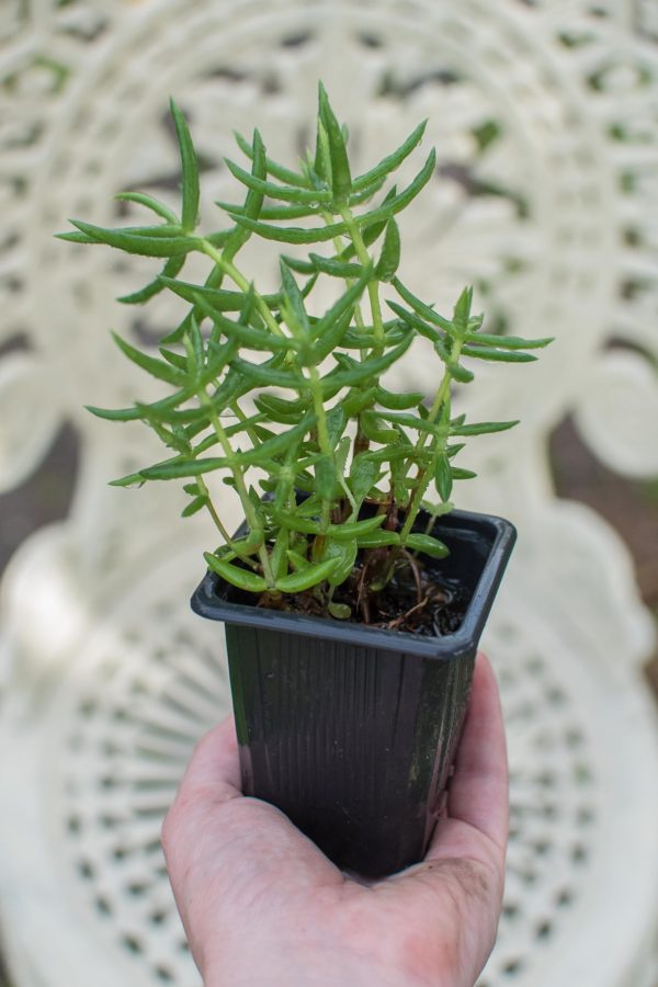 Crassula Tetragona ‘Mini Pine Tree’ – Corseside Nursery Pembrokeshire ...
