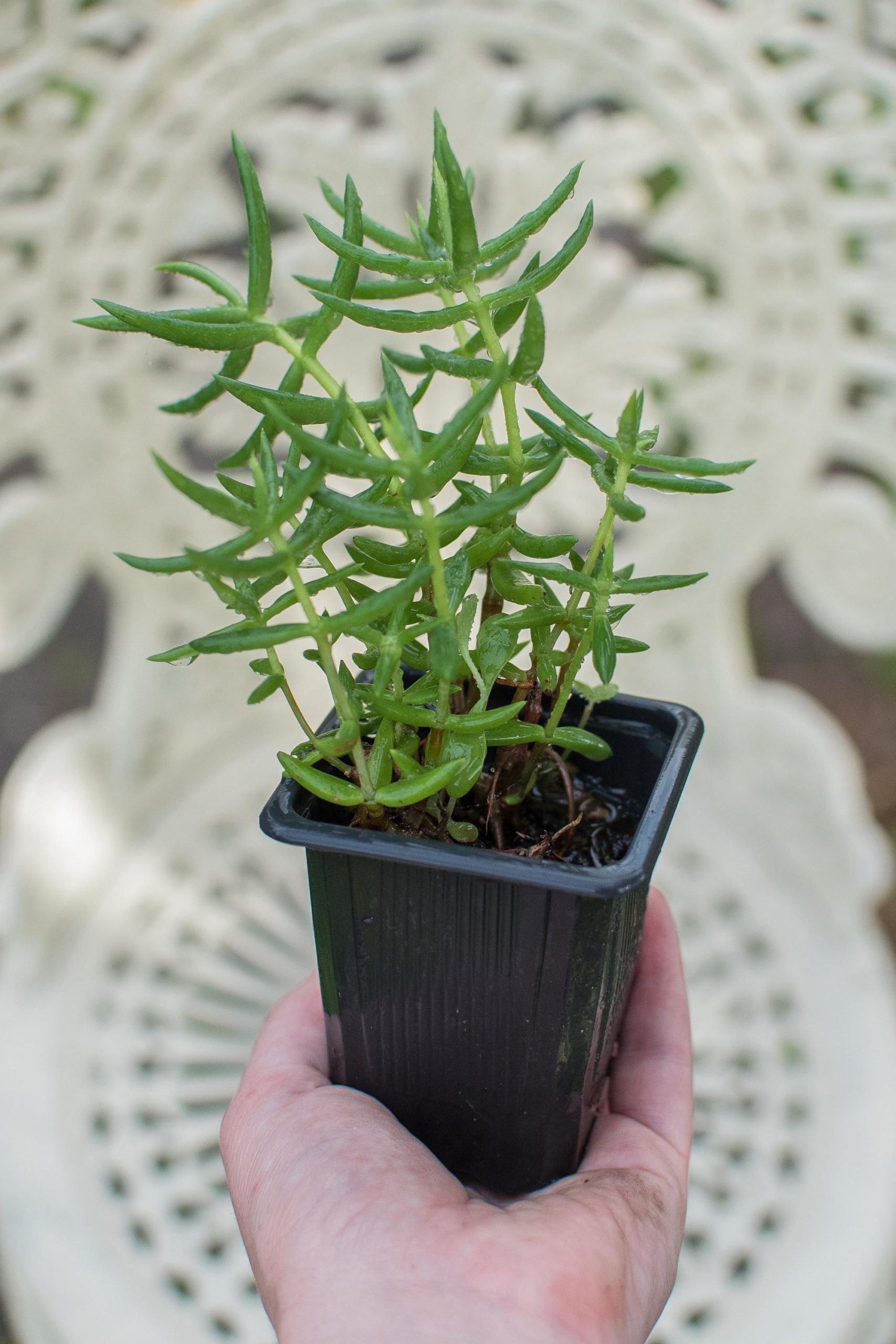 Crassula Tetragona ‘Mini Pine Tree’ – Corseside Nursery Pembrokeshire ...