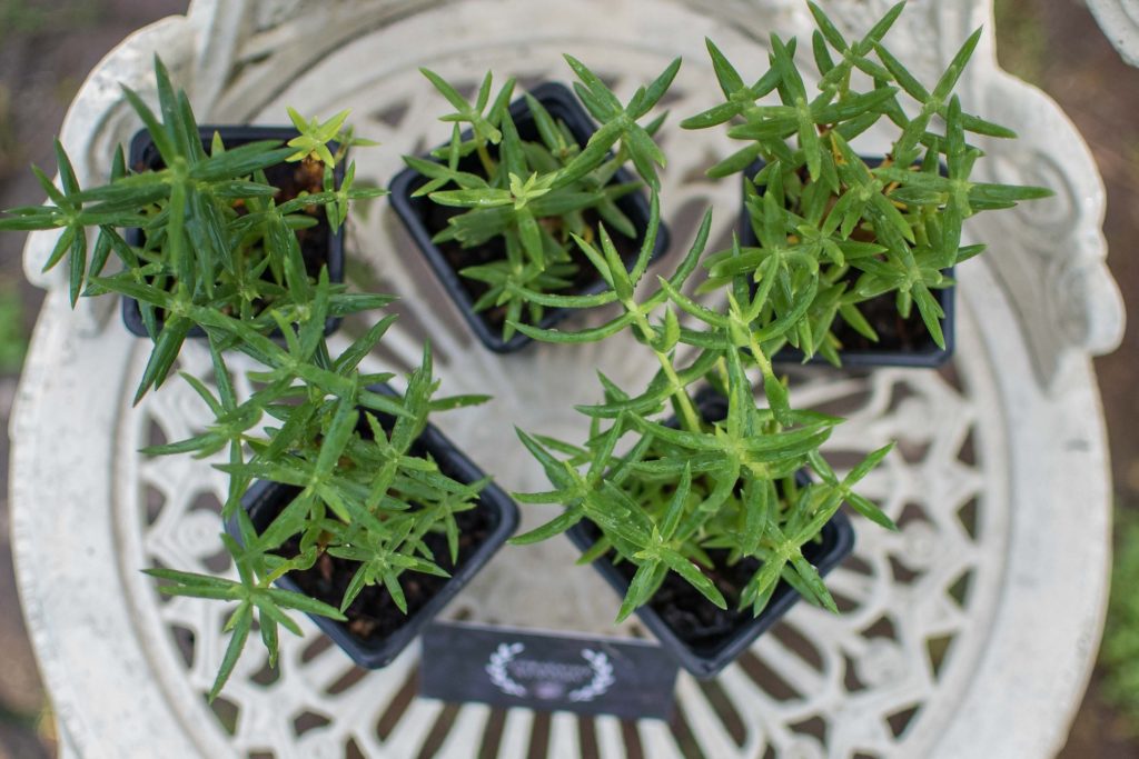 Crassula Tetragona ‘Mini Pine Tree’ – Corseside Nursery Pembrokeshire ...