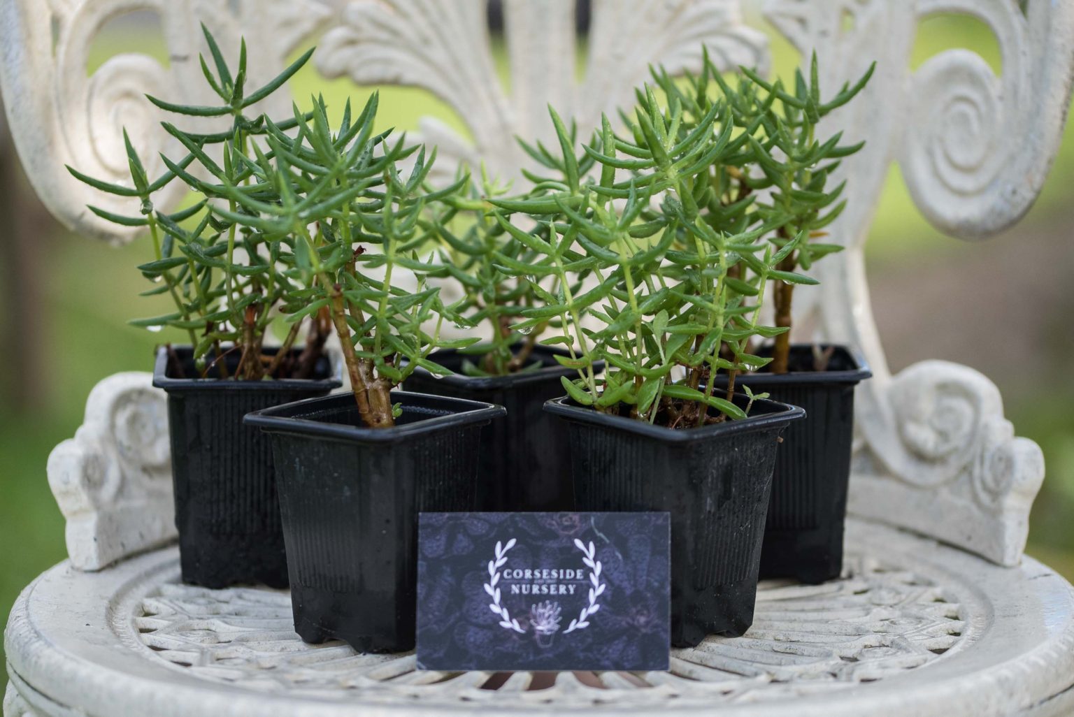 Crassula Tetragona ‘Mini Pine Tree’ – Corseside Nursery Pembrokeshire ...