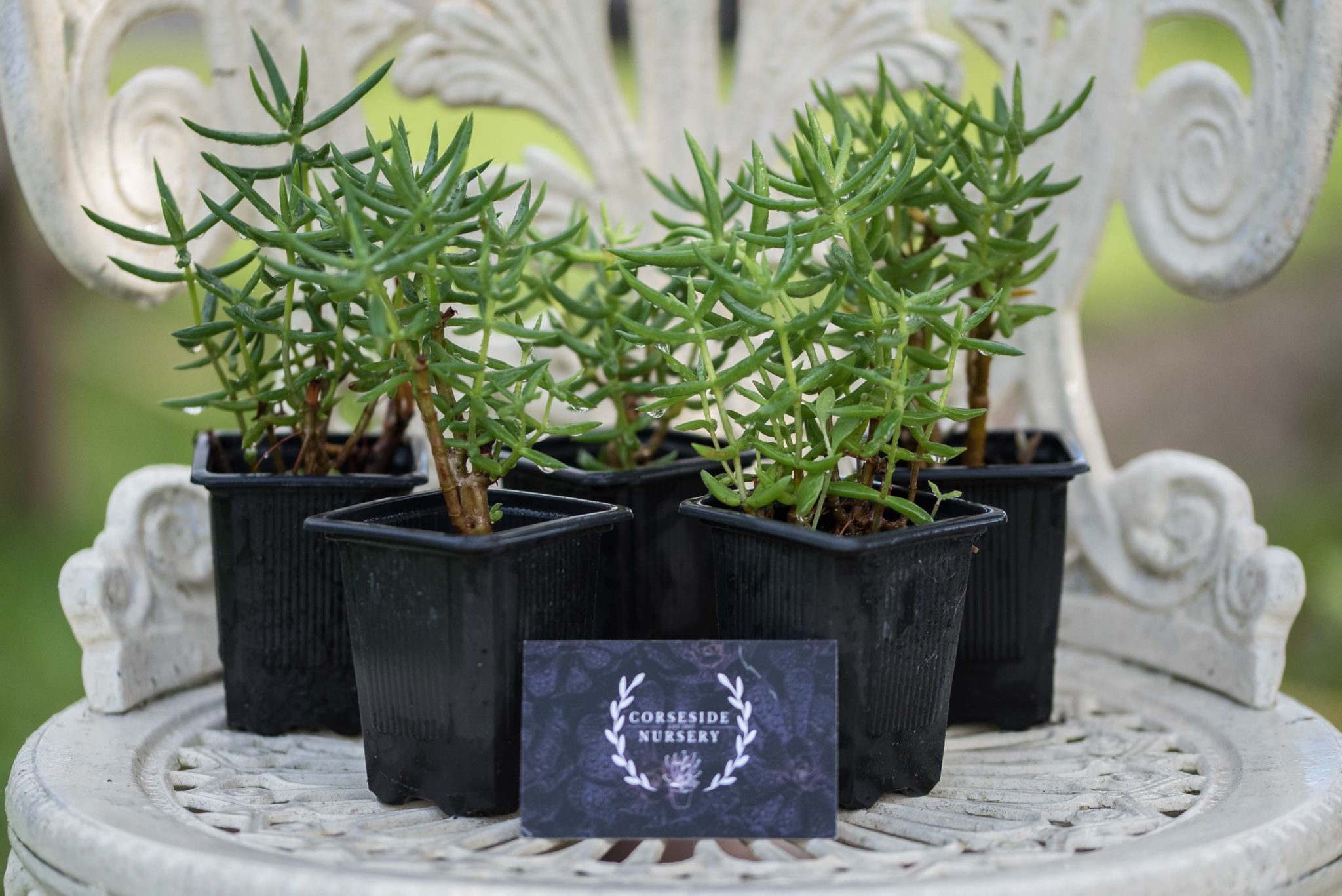 Crassula Tetragona ‘Mini Pine Tree’ – Corseside Nursery Pembrokeshire ...
