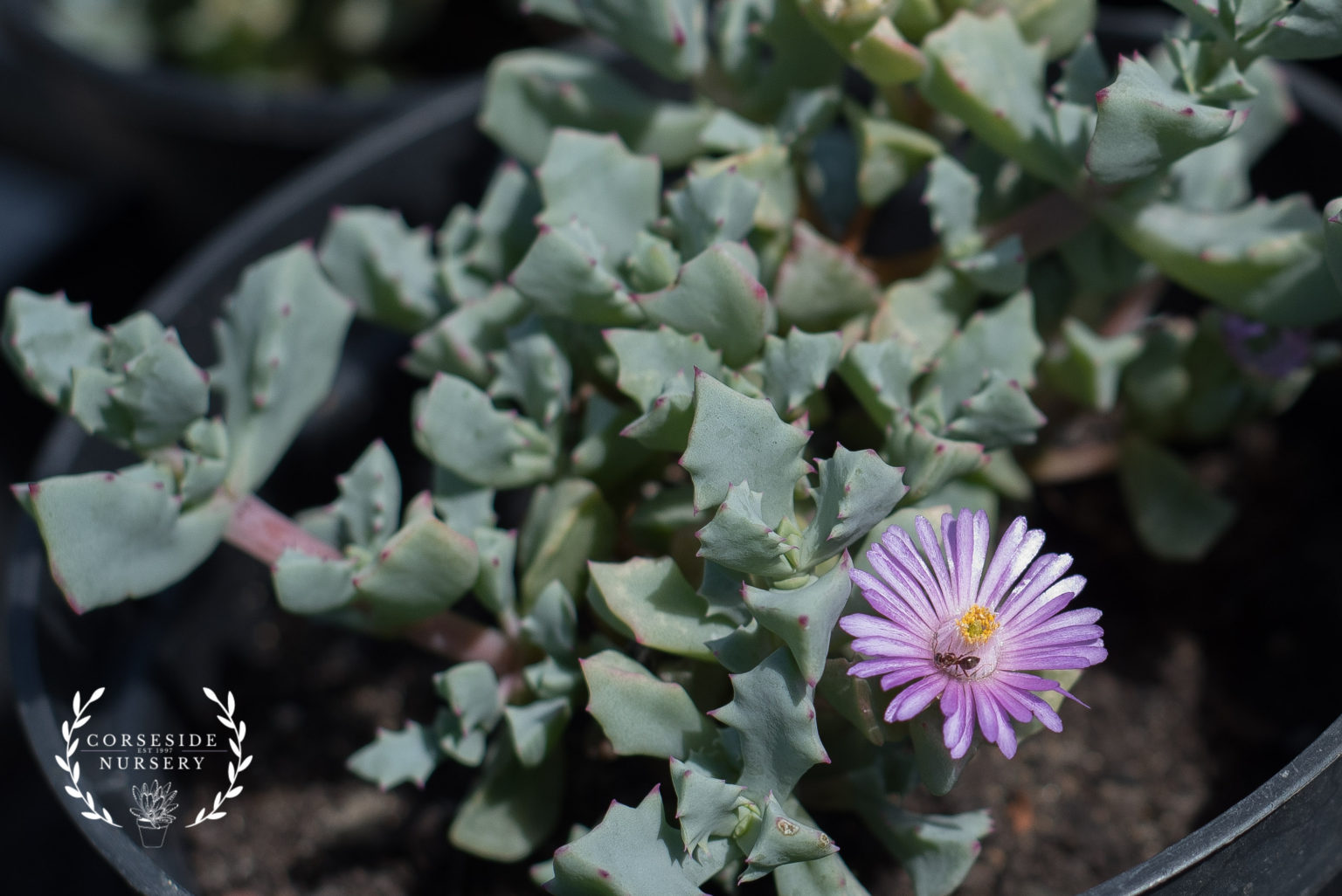Oscularia Deltoides – Pink Iceplant outdoor succulent – Corseside ...