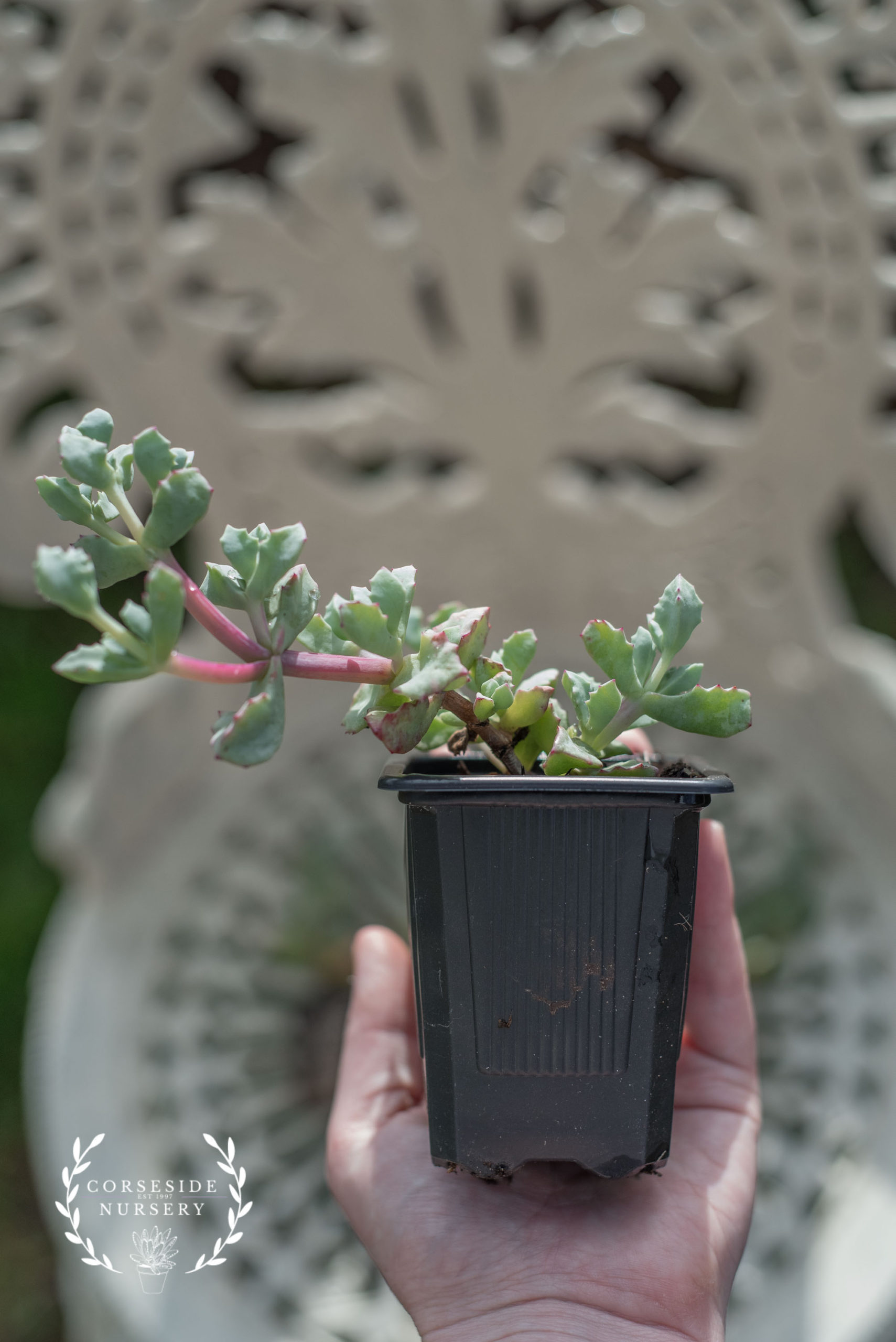 Oscularia Deltoides – Pink Iceplant outdoor succulent – Corseside ...