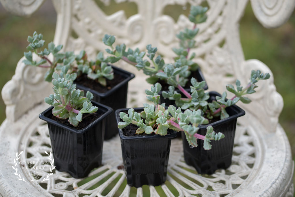 Oscularia Deltoides – Pink Iceplant outdoor succulent – Corseside ...